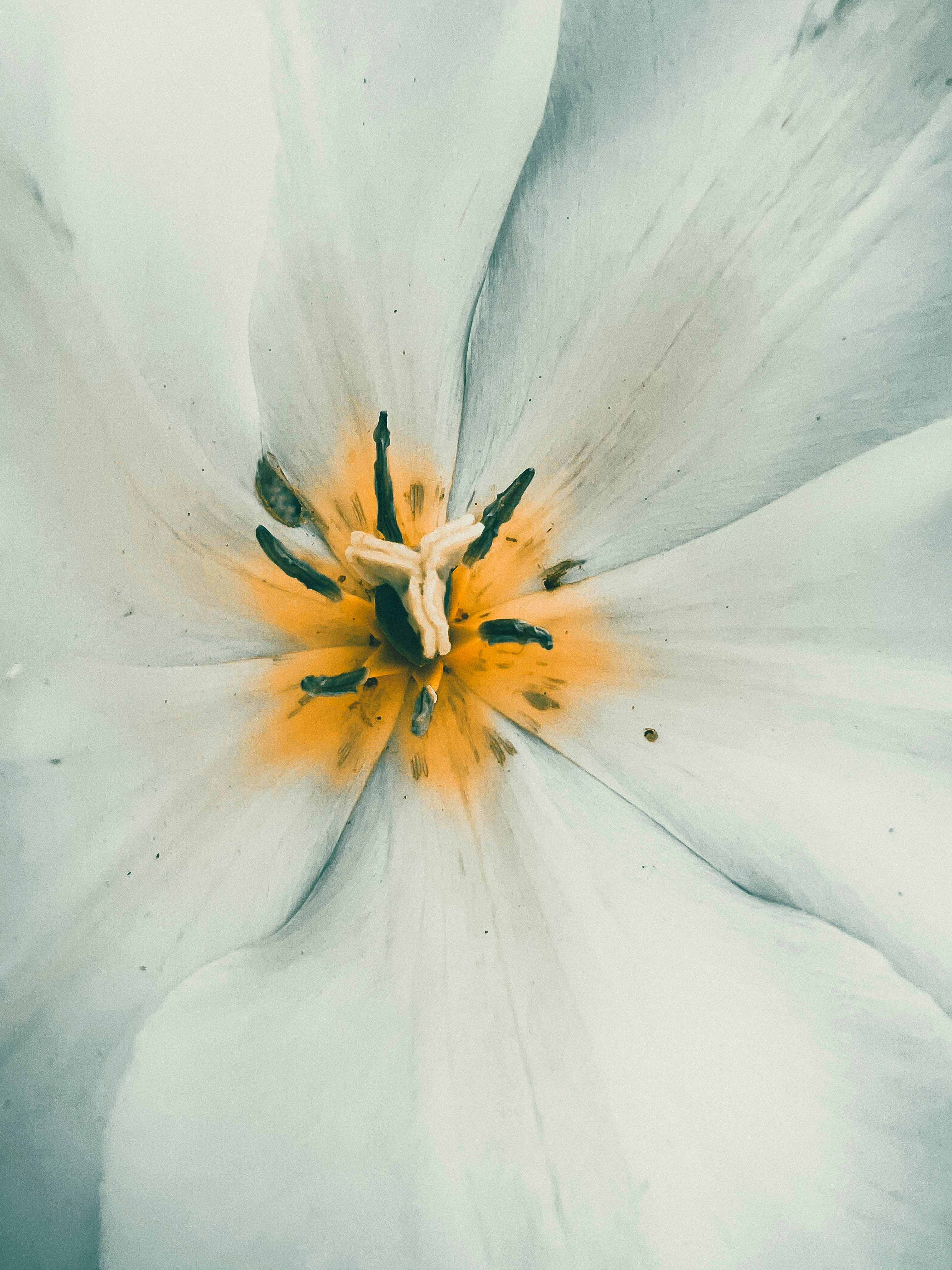 Ember Core in Ivory Bloom: A Close-Up of White Petals and Golden Stamen