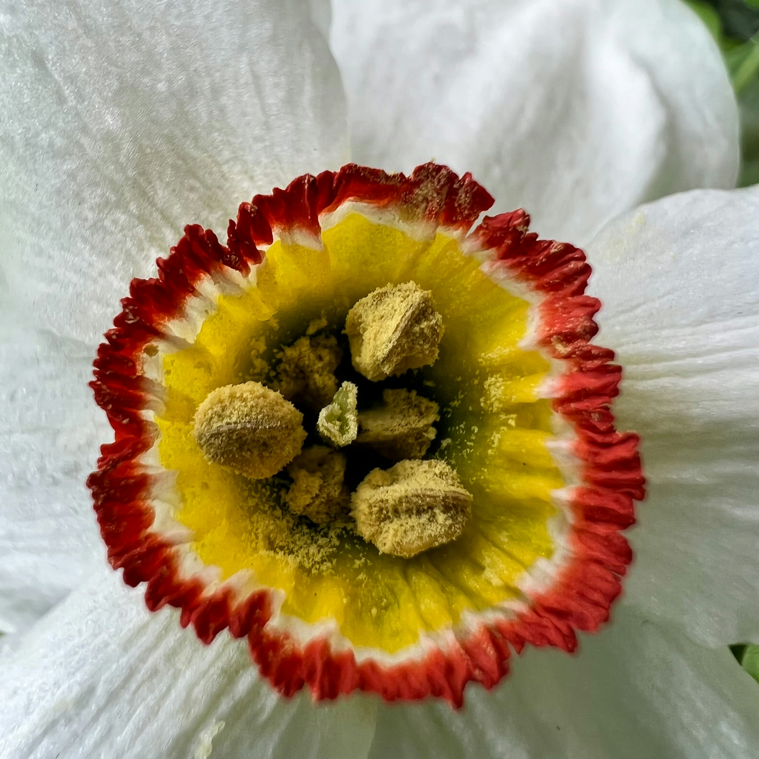 A flower with seeds photo – Free Pollen Image on Unsplash