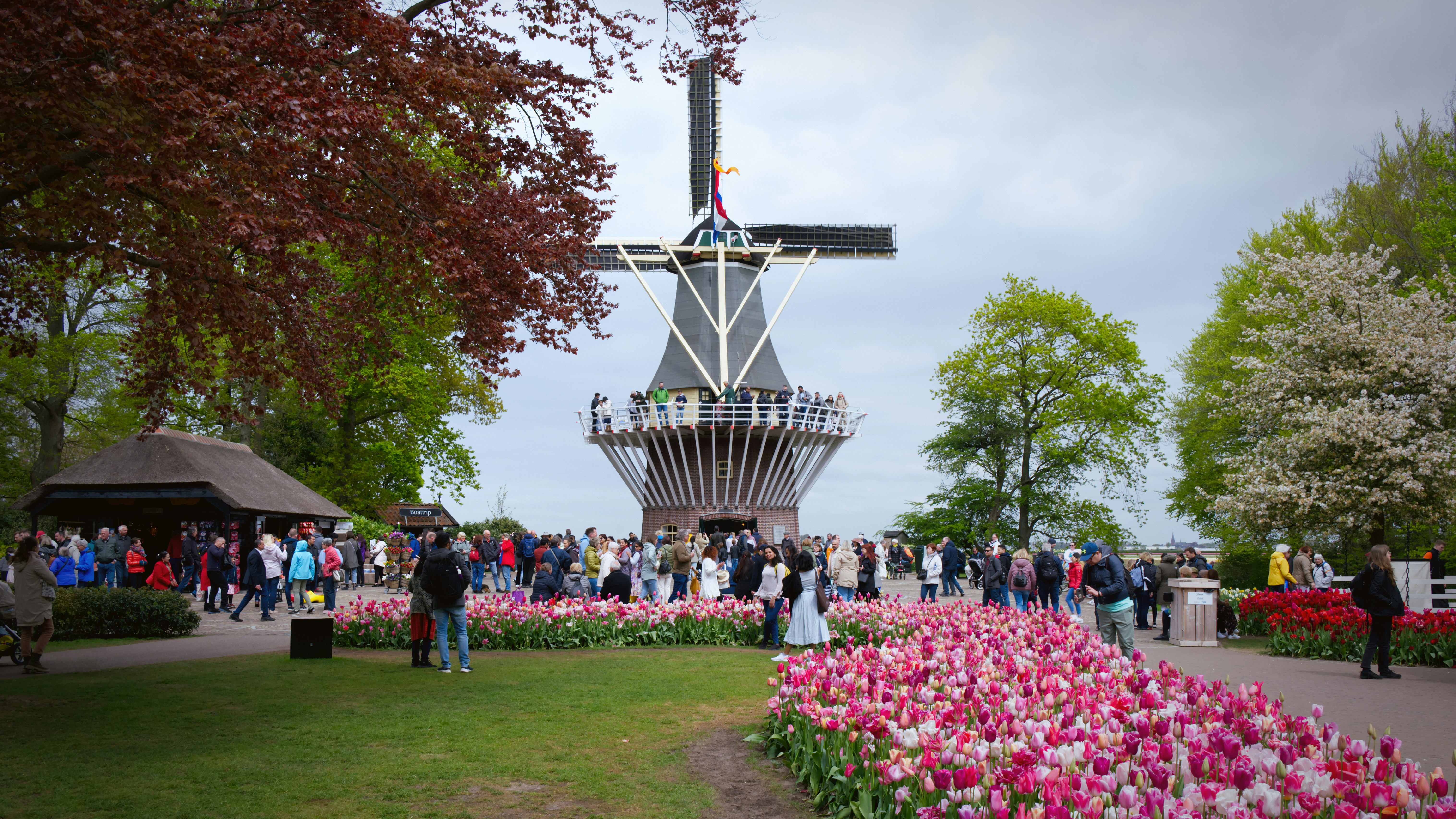 Colorful tulip beds in full bloom surround a traditional windmill, bustling with visitors enjoying the festival atmosphere.