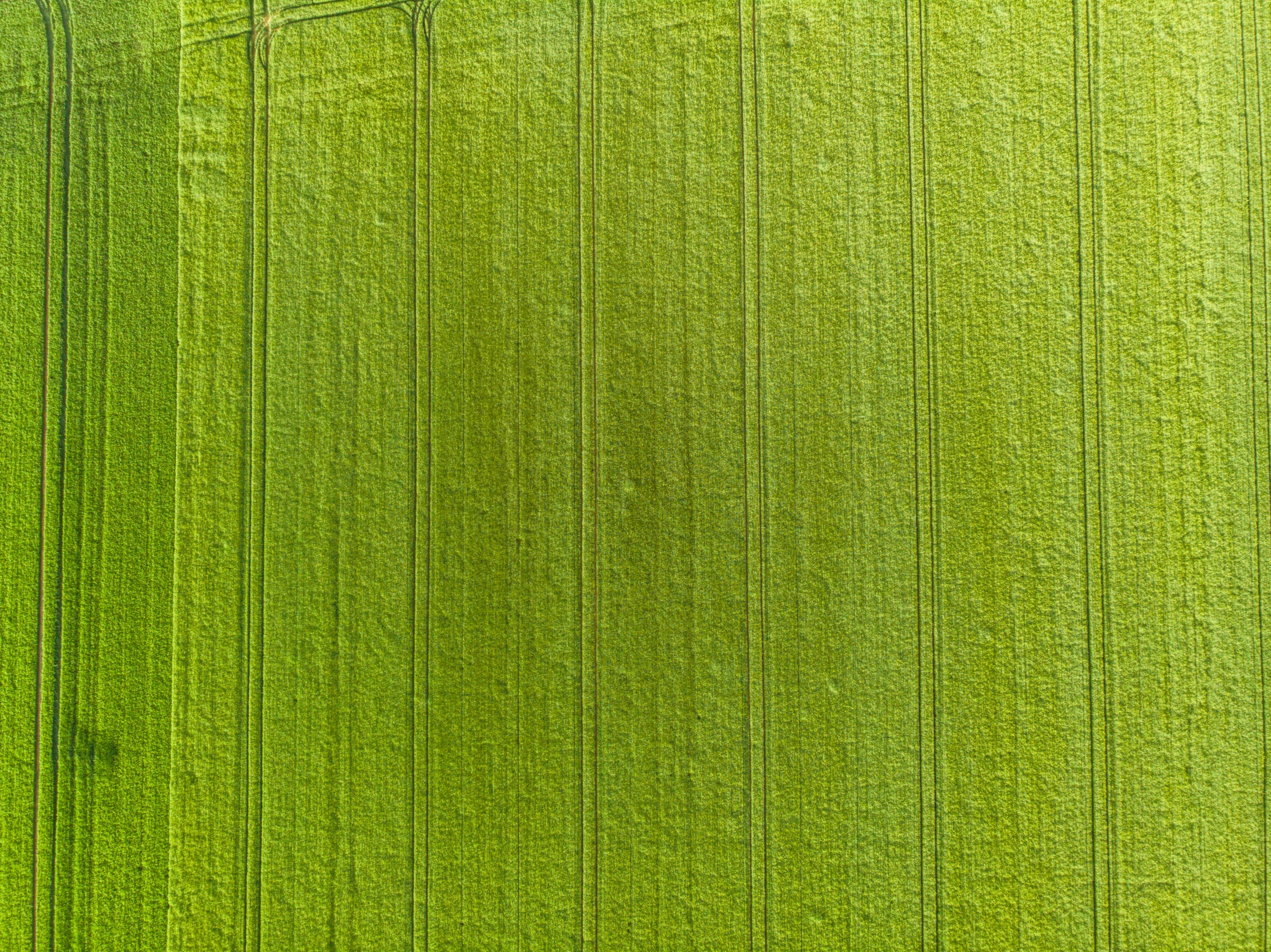 Stem Texture