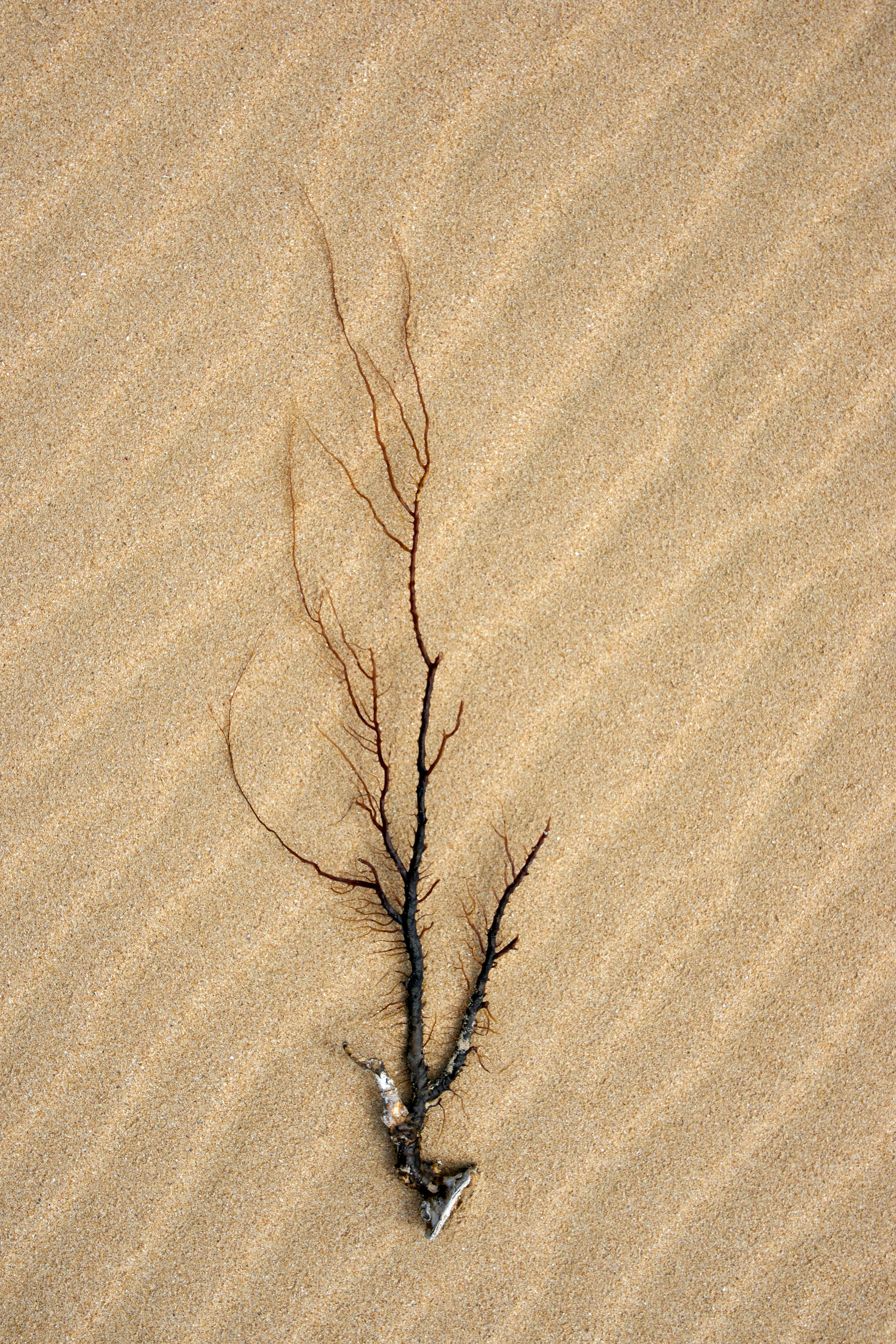A small tree branch photo – Free Texture Image on Unsplash