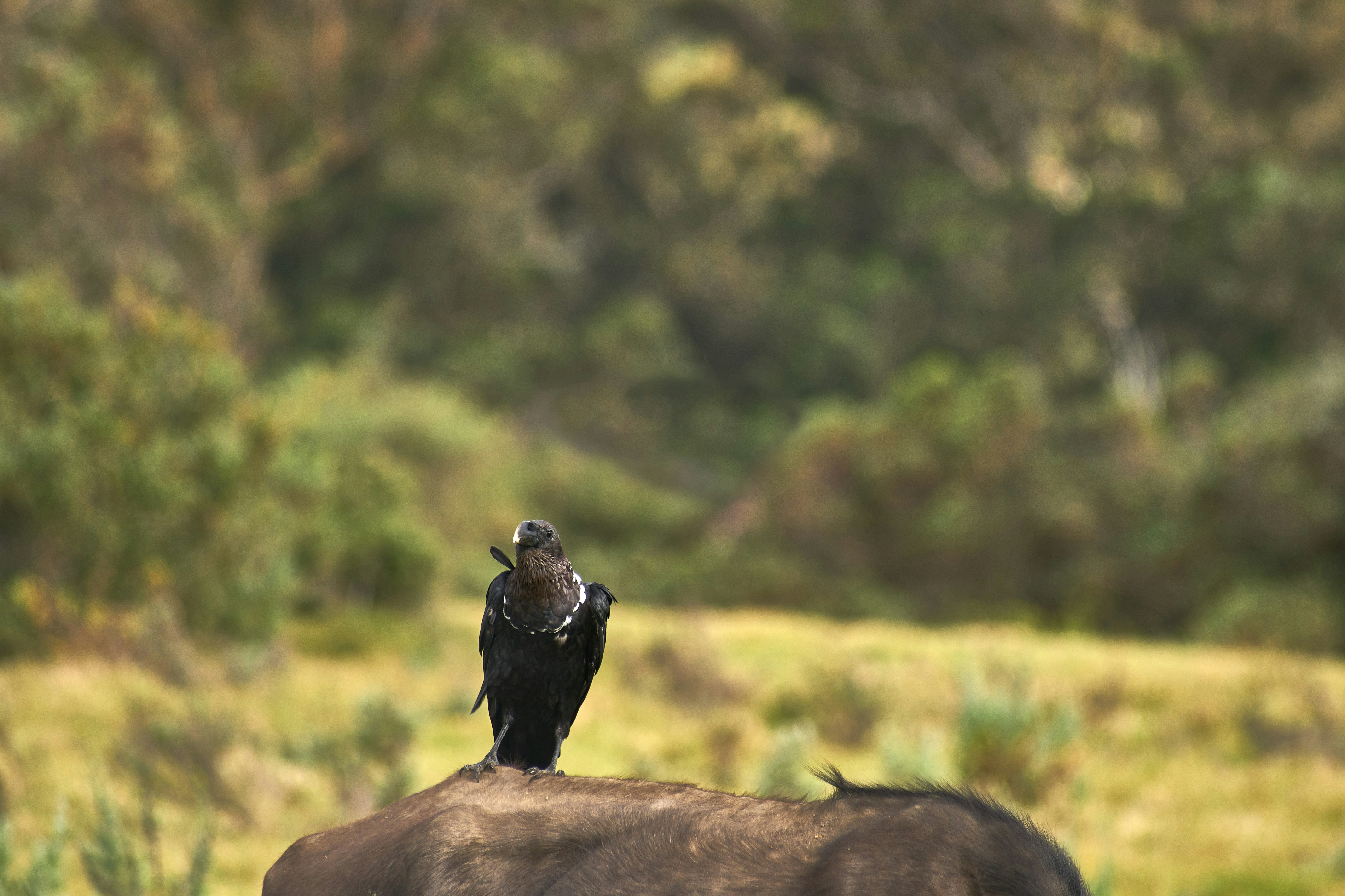 Vulture Sentinel: A Lone Perch Over Grassland Morning Light
