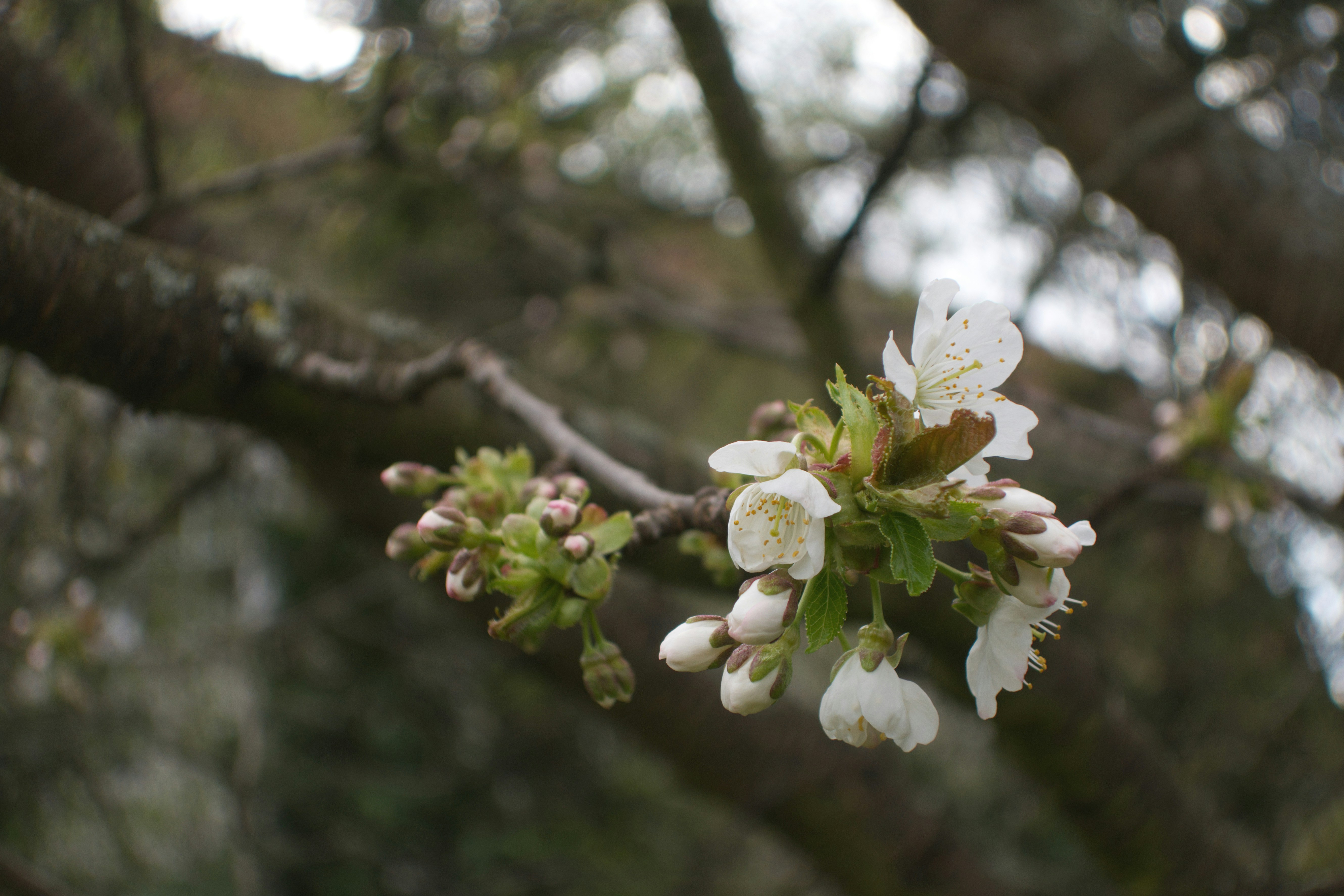 Delicate cherry blossoms bloom on a slender branch, showcasing a mix of fresh white petals and budding pink flowers. The scene captures the essence of spring's renewal.