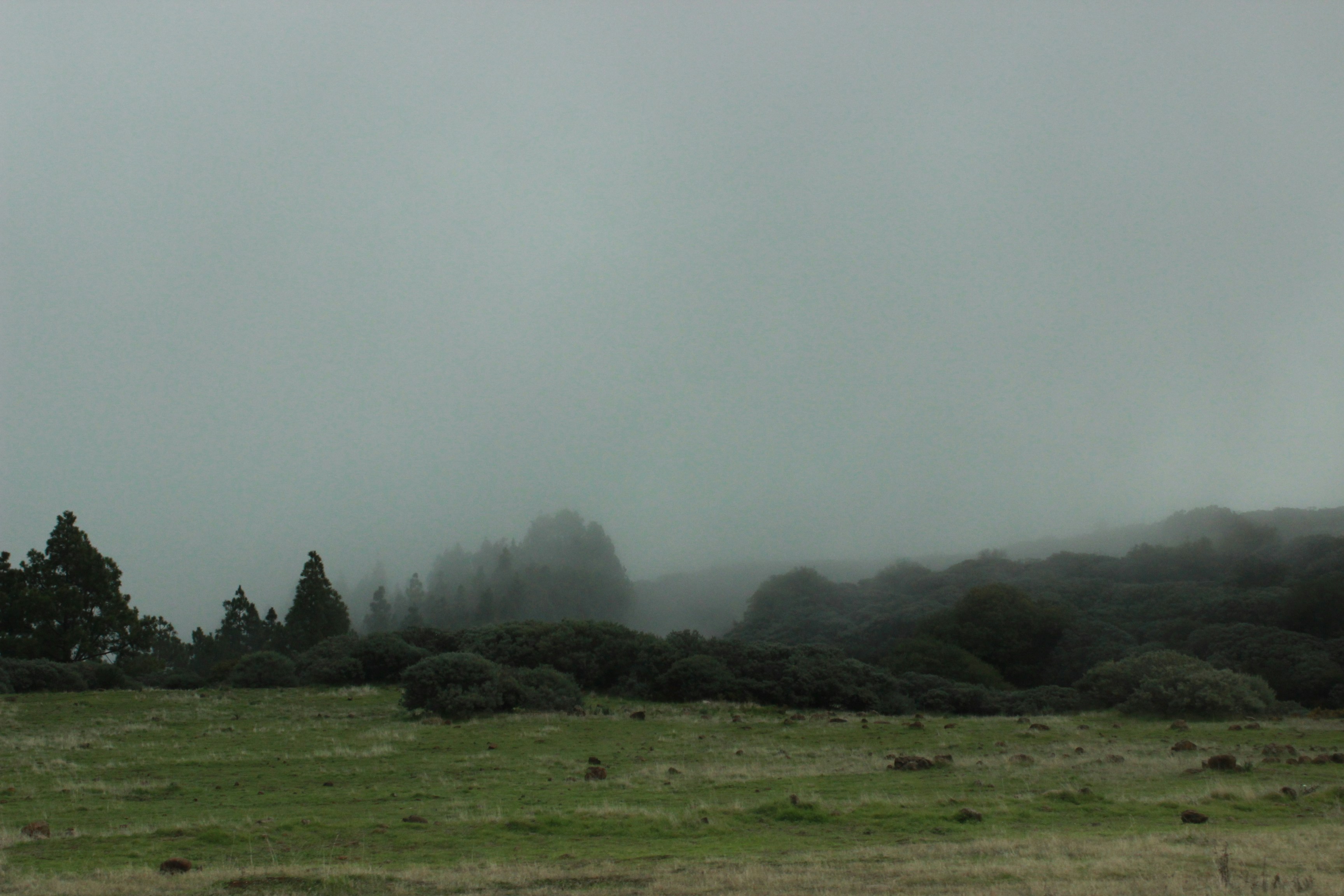 Fog enveloping a serene meadow with distant trees partially obscured, creating an ethereal atmosphere.