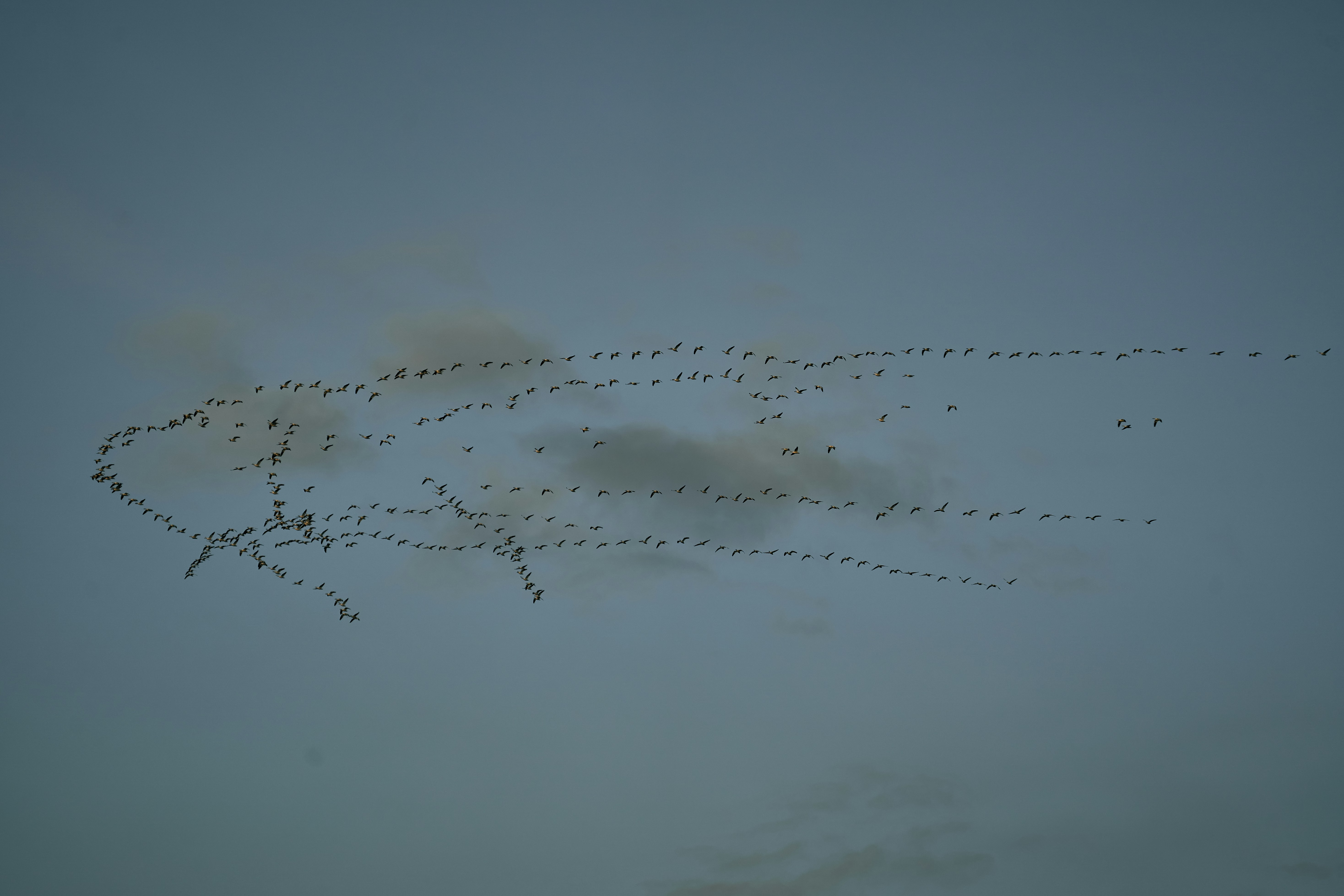 Birds Flying Together Pictures | Download Free Images on Unsplash