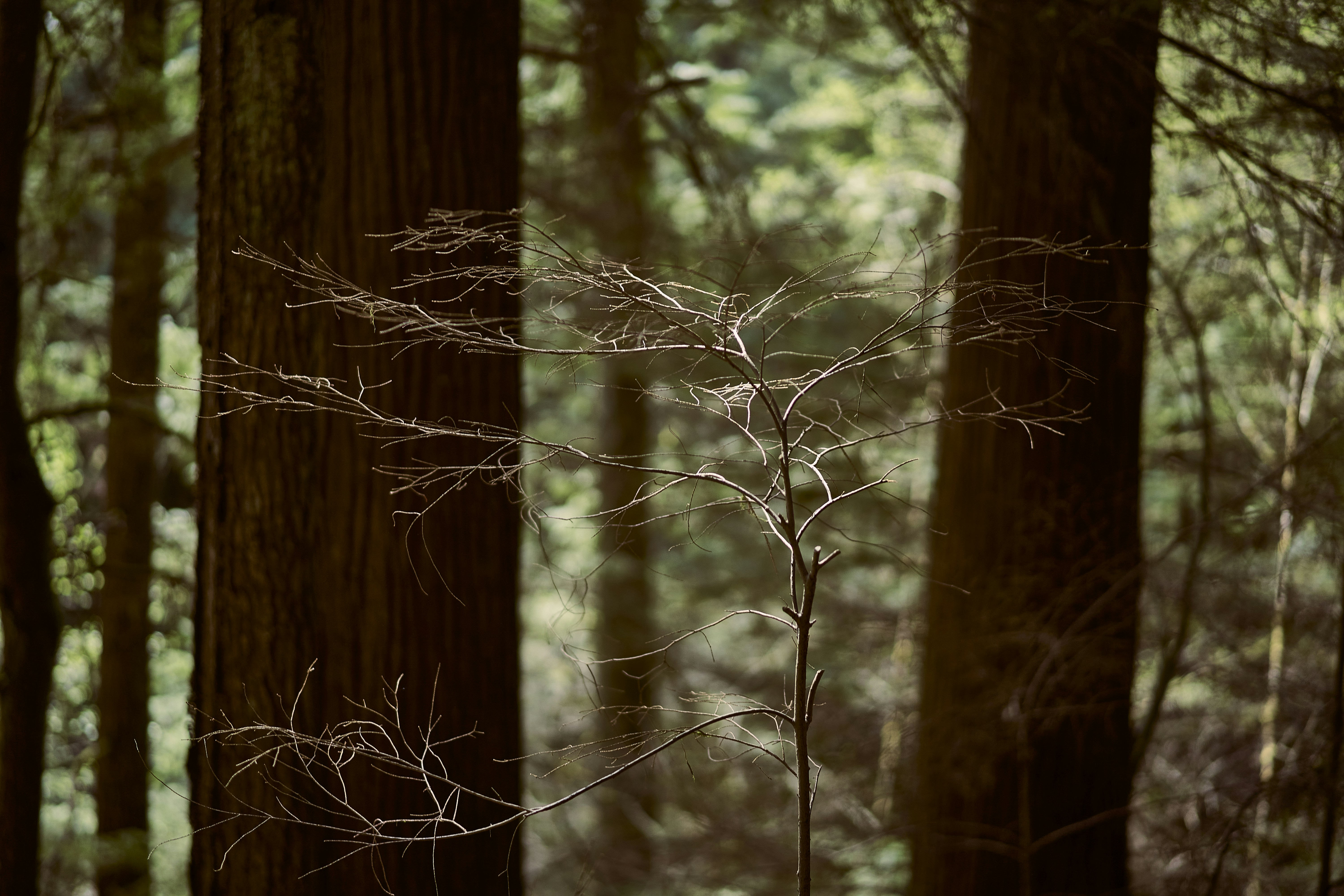 Twig Silhouettes in a Sunlit Pine Cathedral