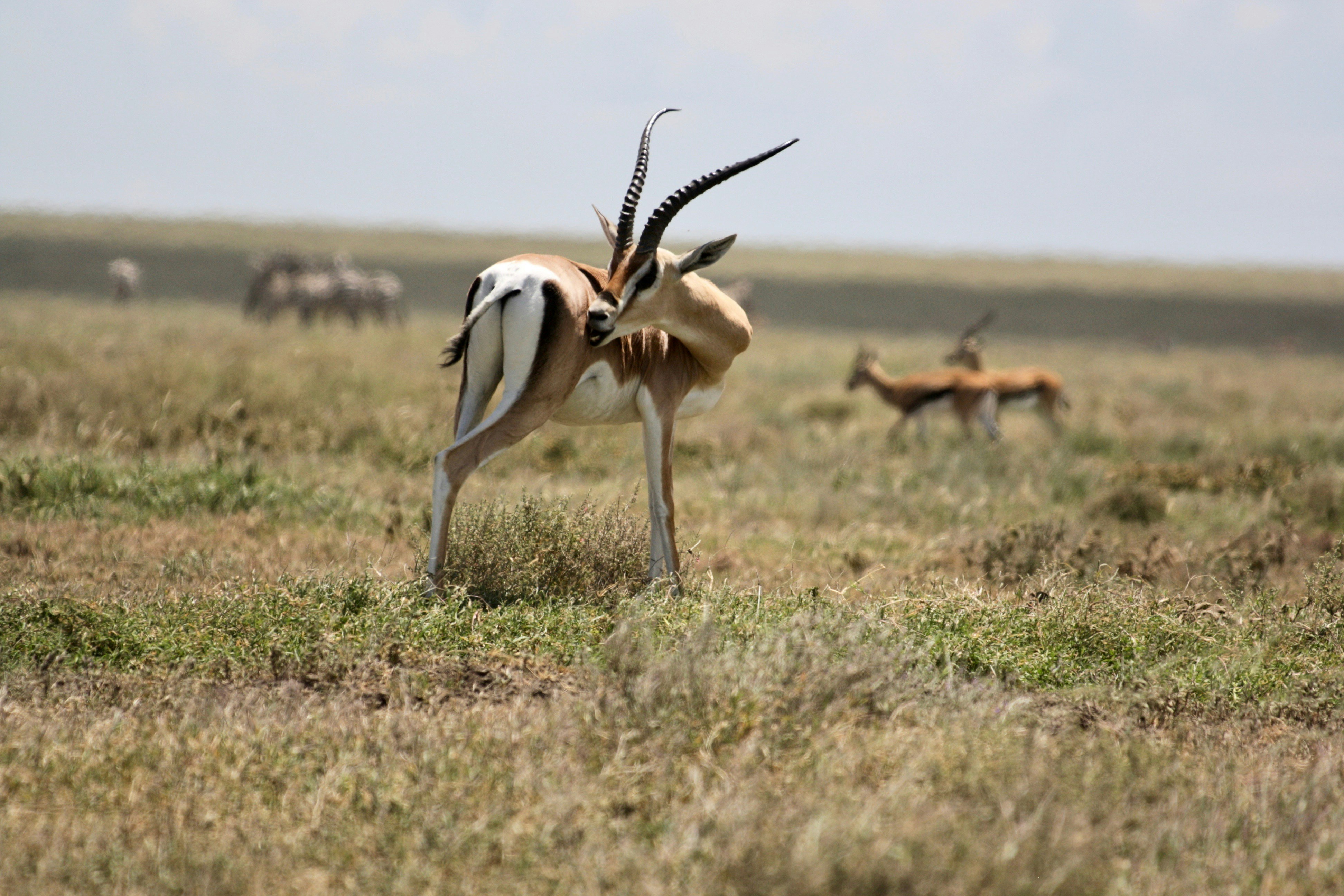A male antelope stands poised in a grassy landscape, showcasing its impressive horns while another antelope grazes in the background.