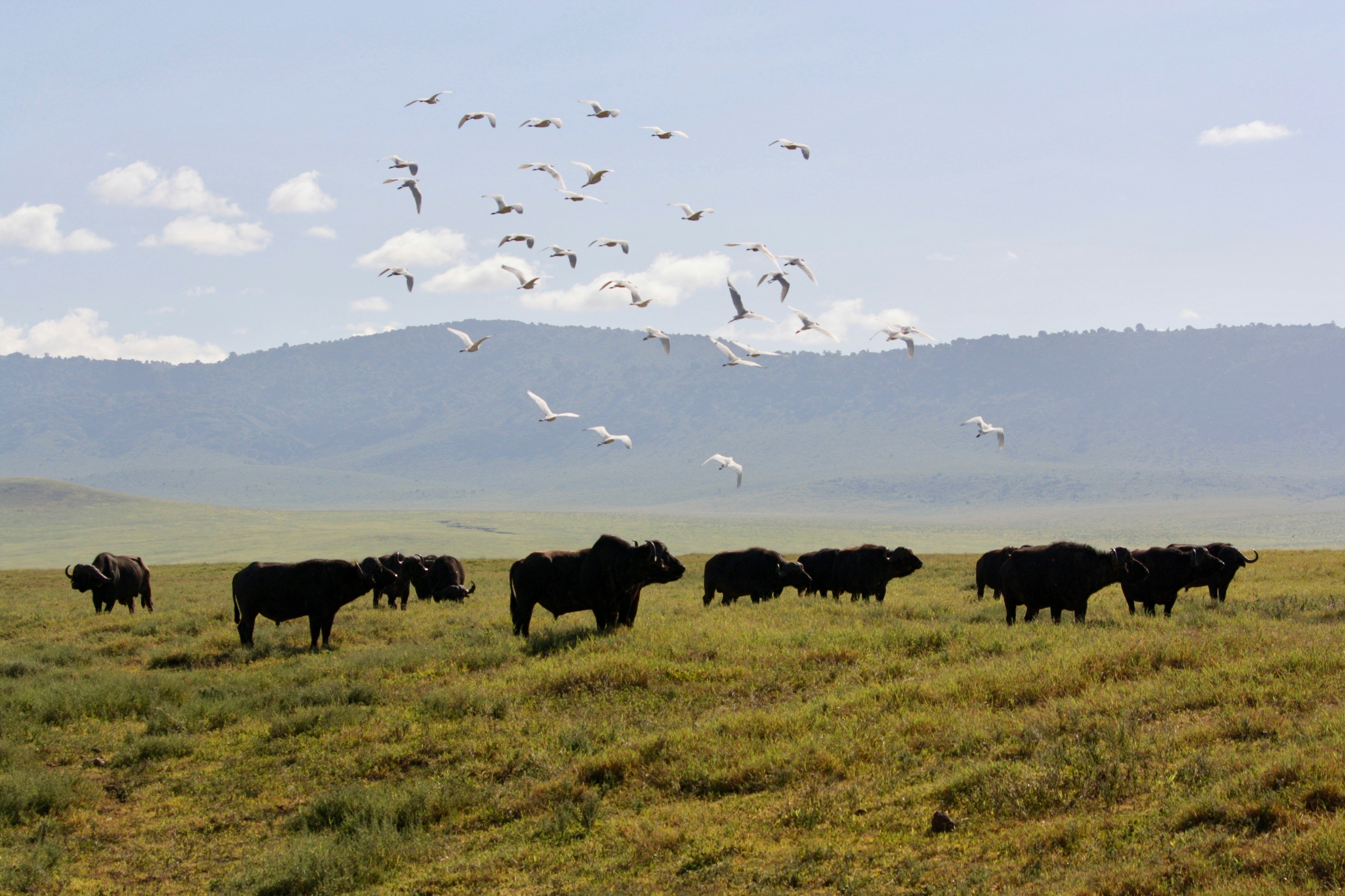 A flock of birds flying over a herd of cattle photo – Free Grey Image ...