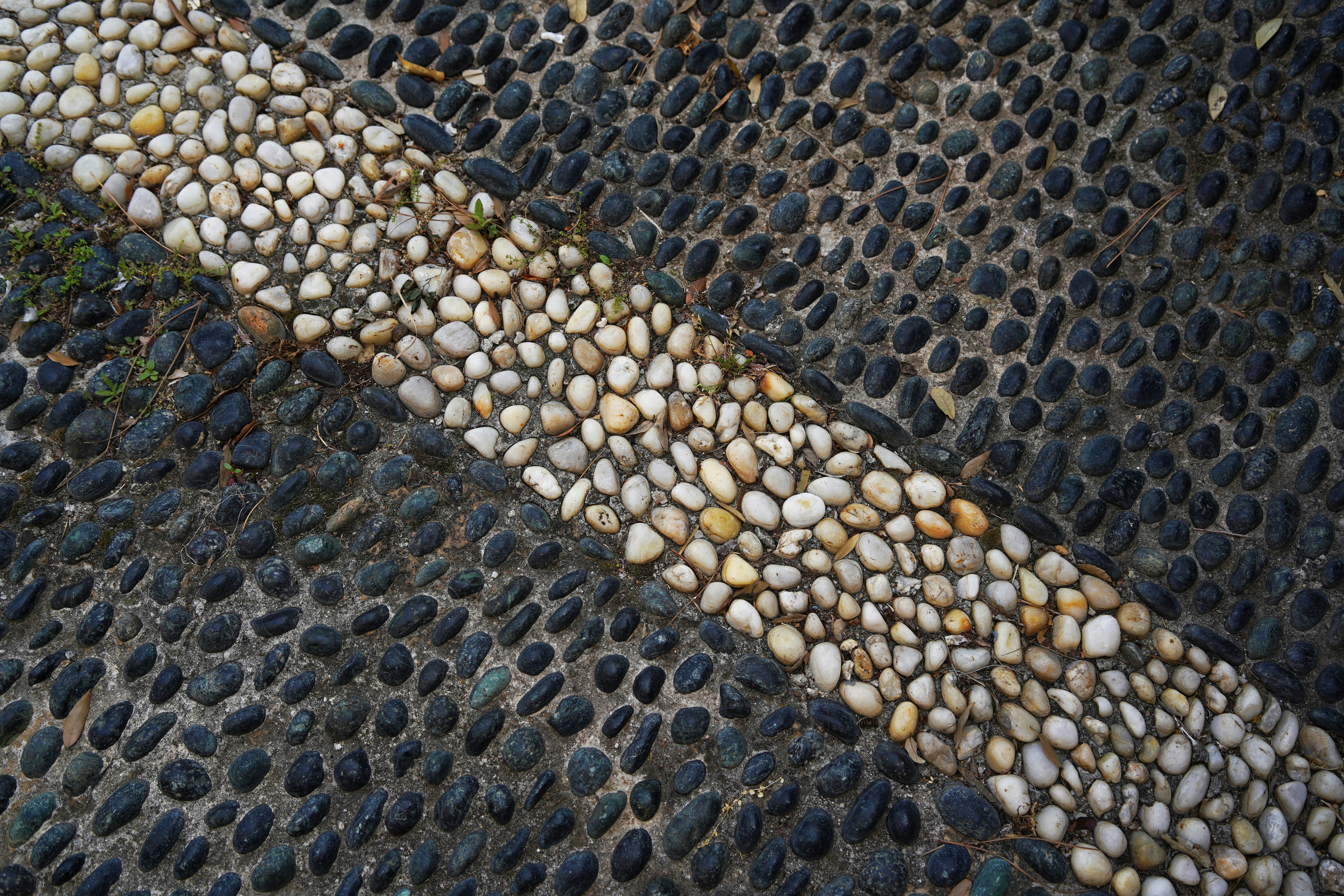 a close-up of a sea creature