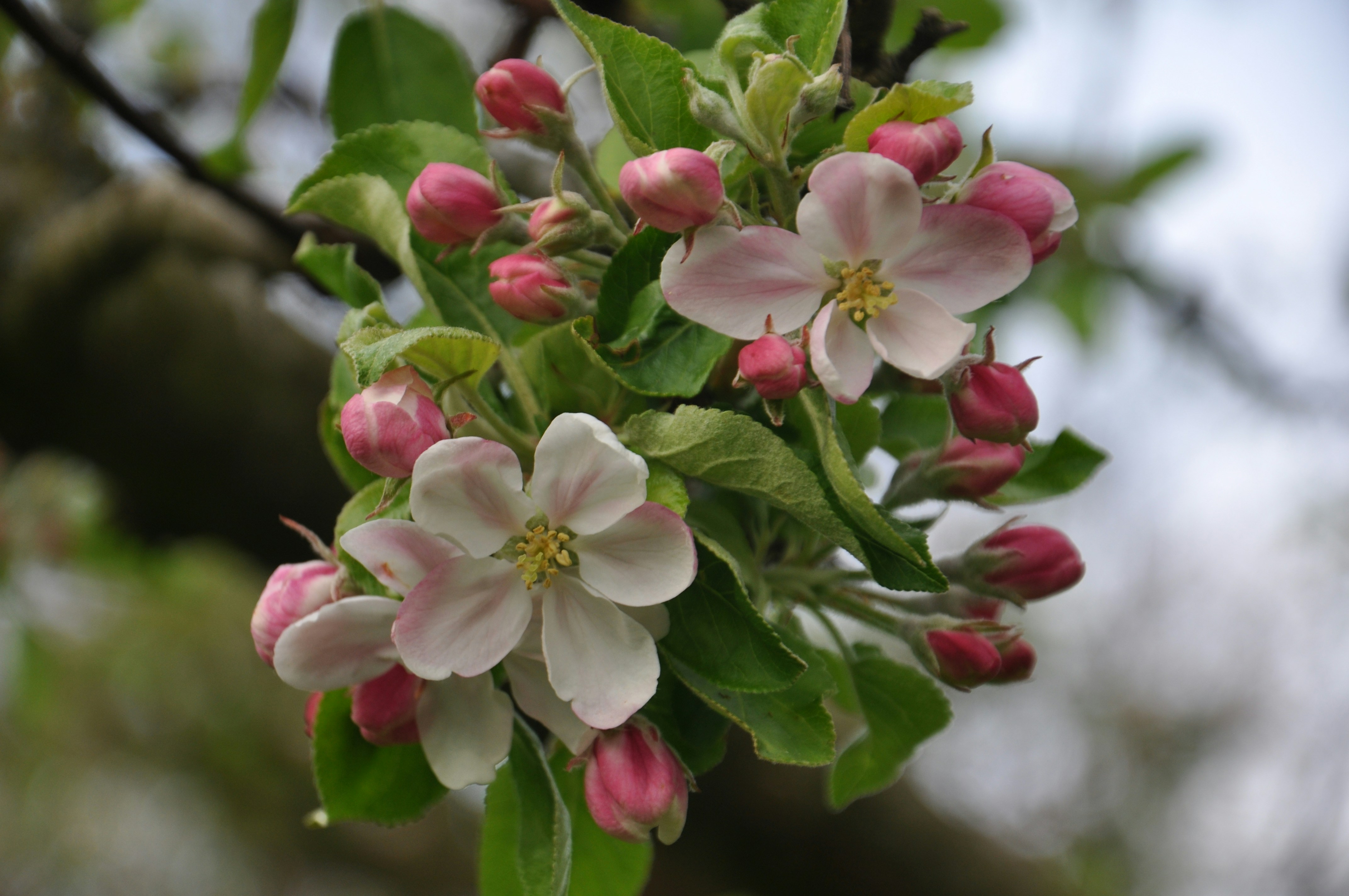 Delicate apple blossoms in varying shades of pink and white, surrounded by lush green leaves, signaling the arrival of spring.