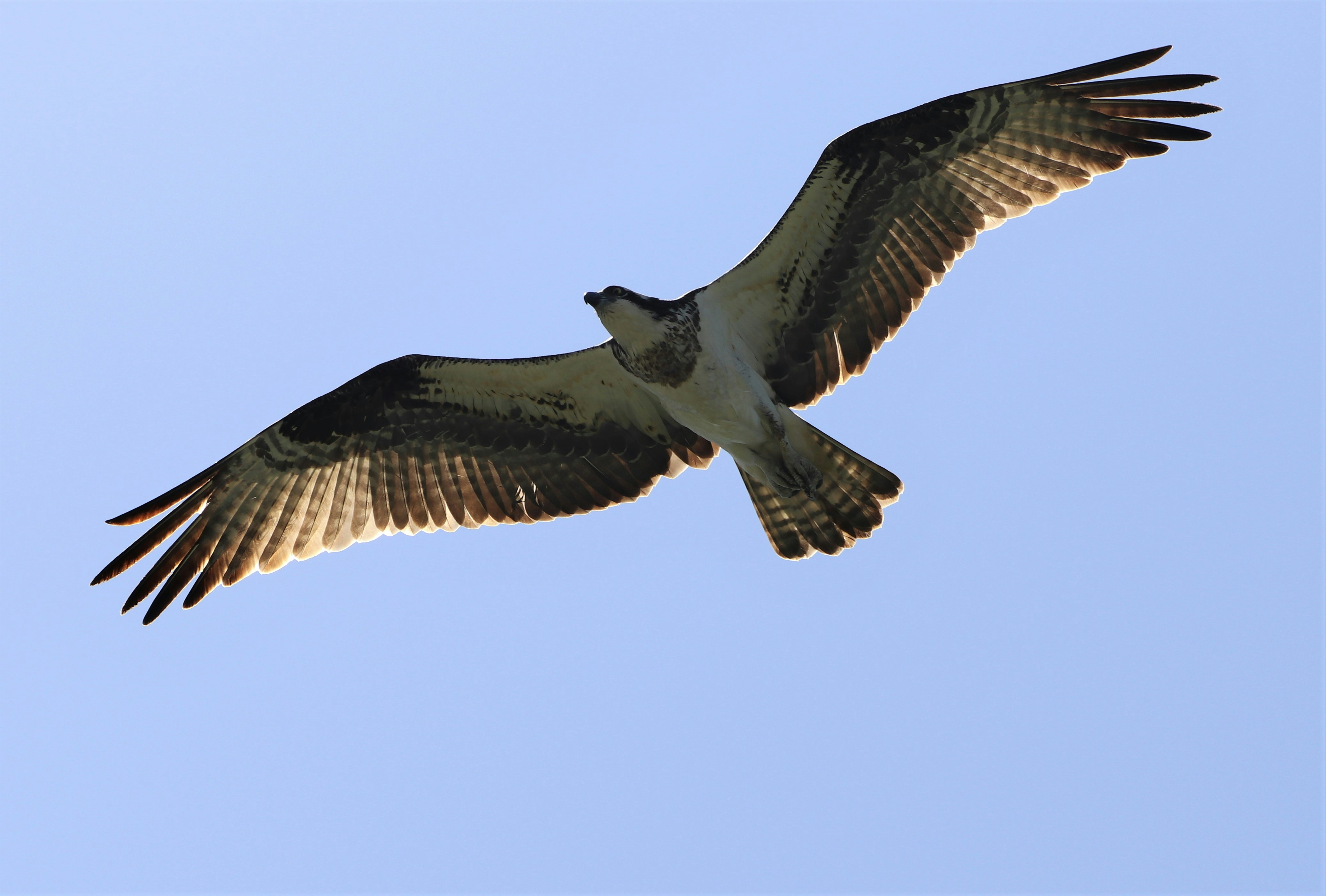 A bird flying in the sky photo – Free Hiawatha first nation Image on ...