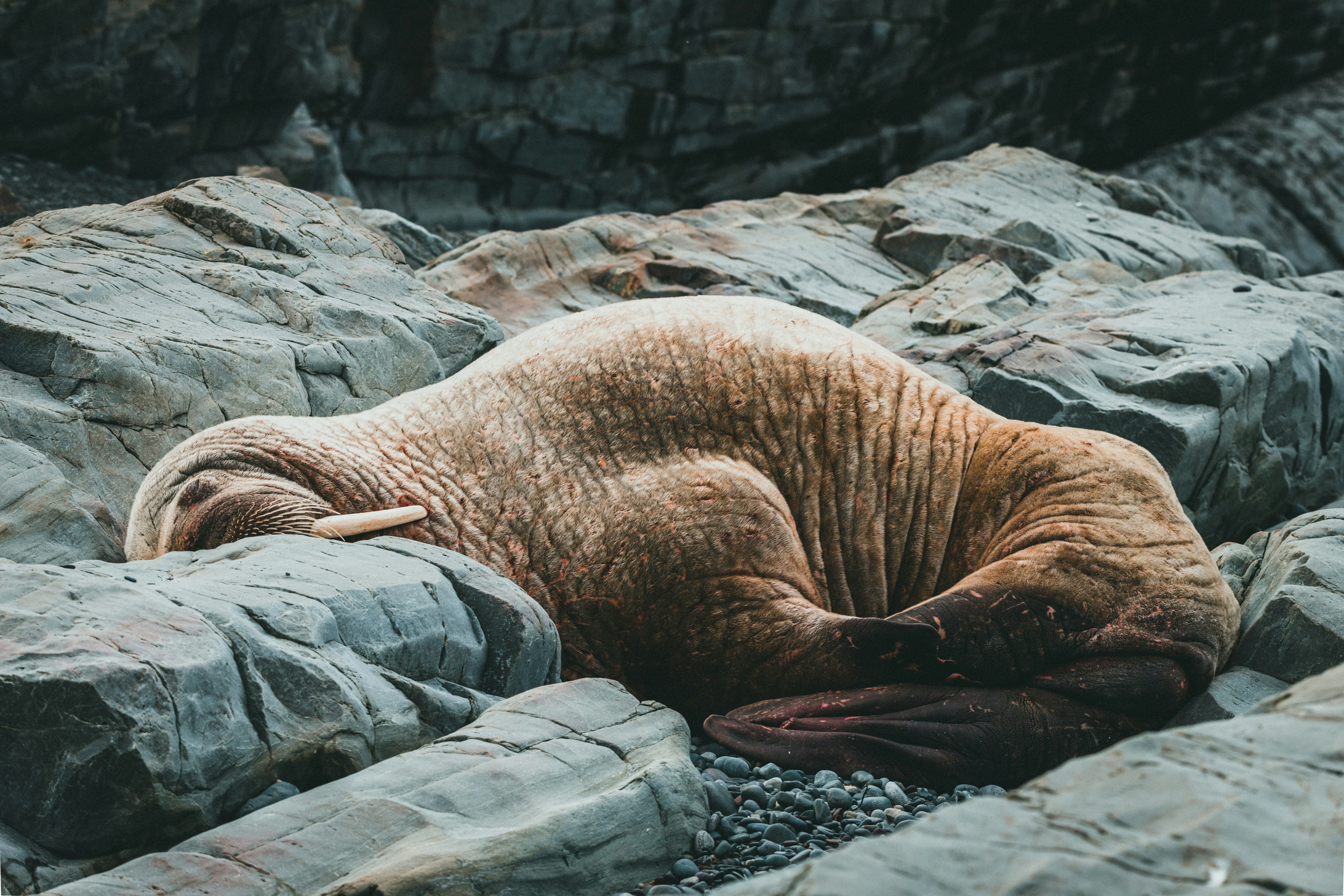 Foto Un animal grande tumbado en las rocas – Imagen Mamífero gratis en ...