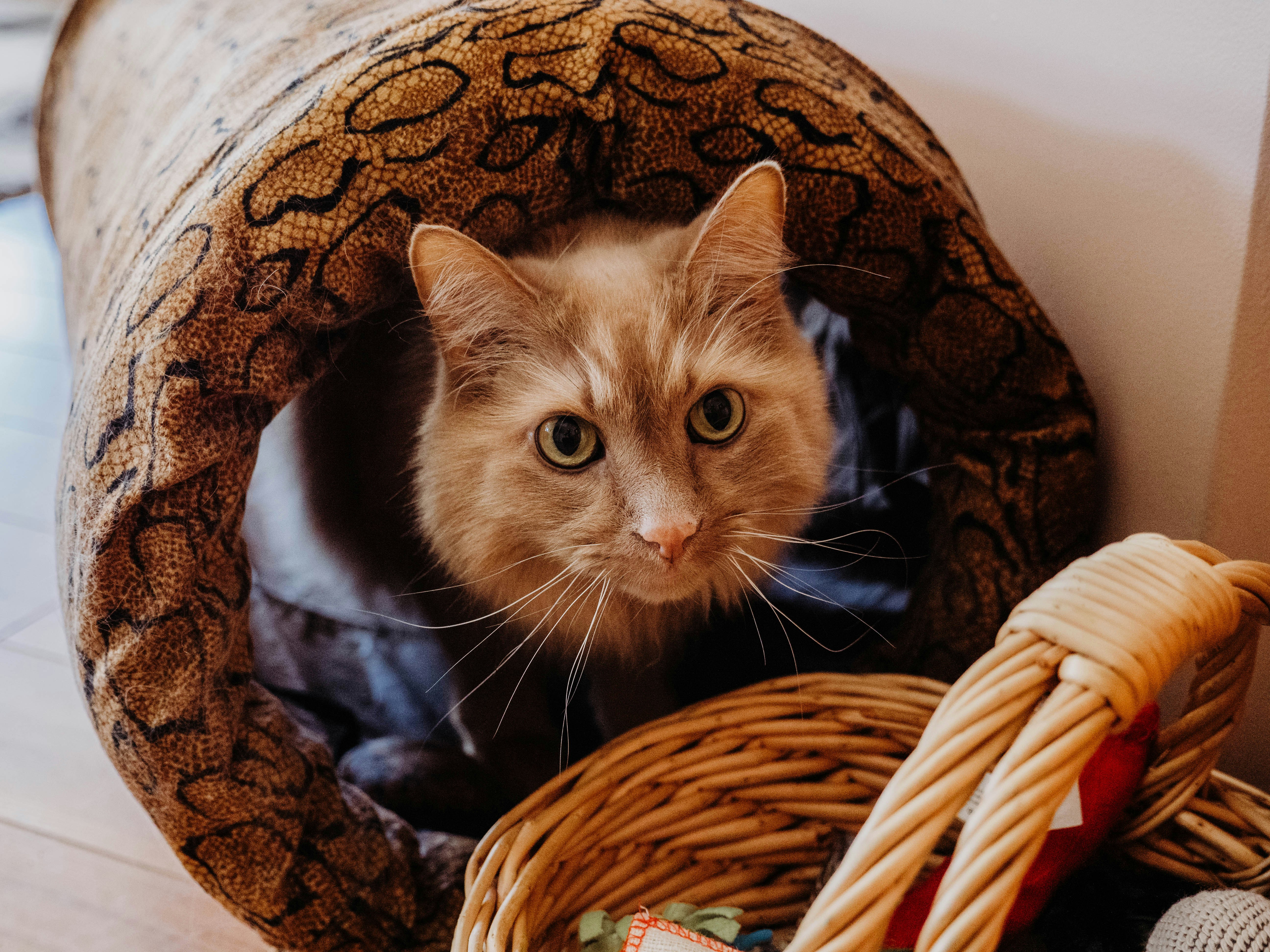 a cat in a basket
