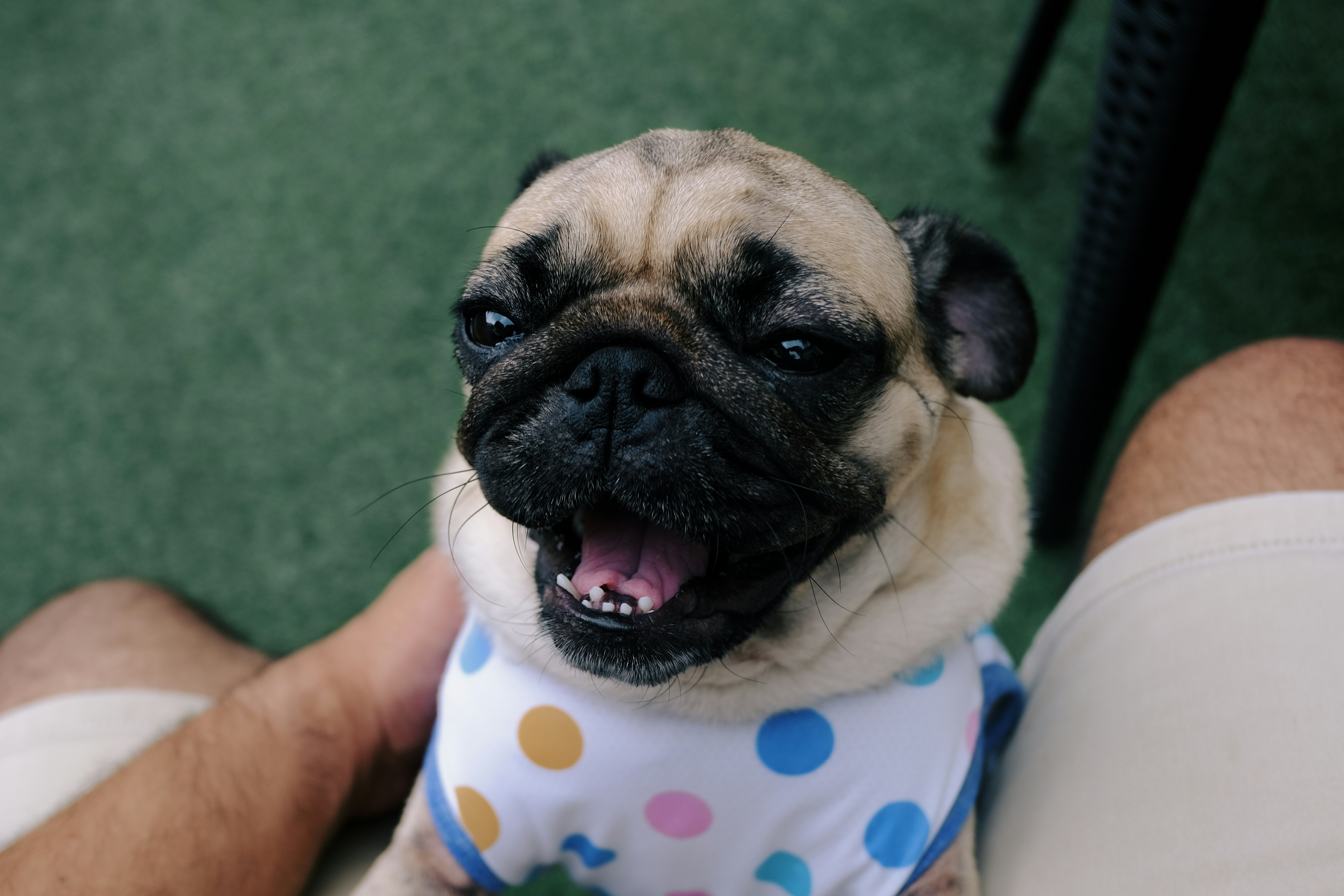 A cheerful pug wearing a polka-dotted outfit, grinning widely while being held. The background features a soft green surface.