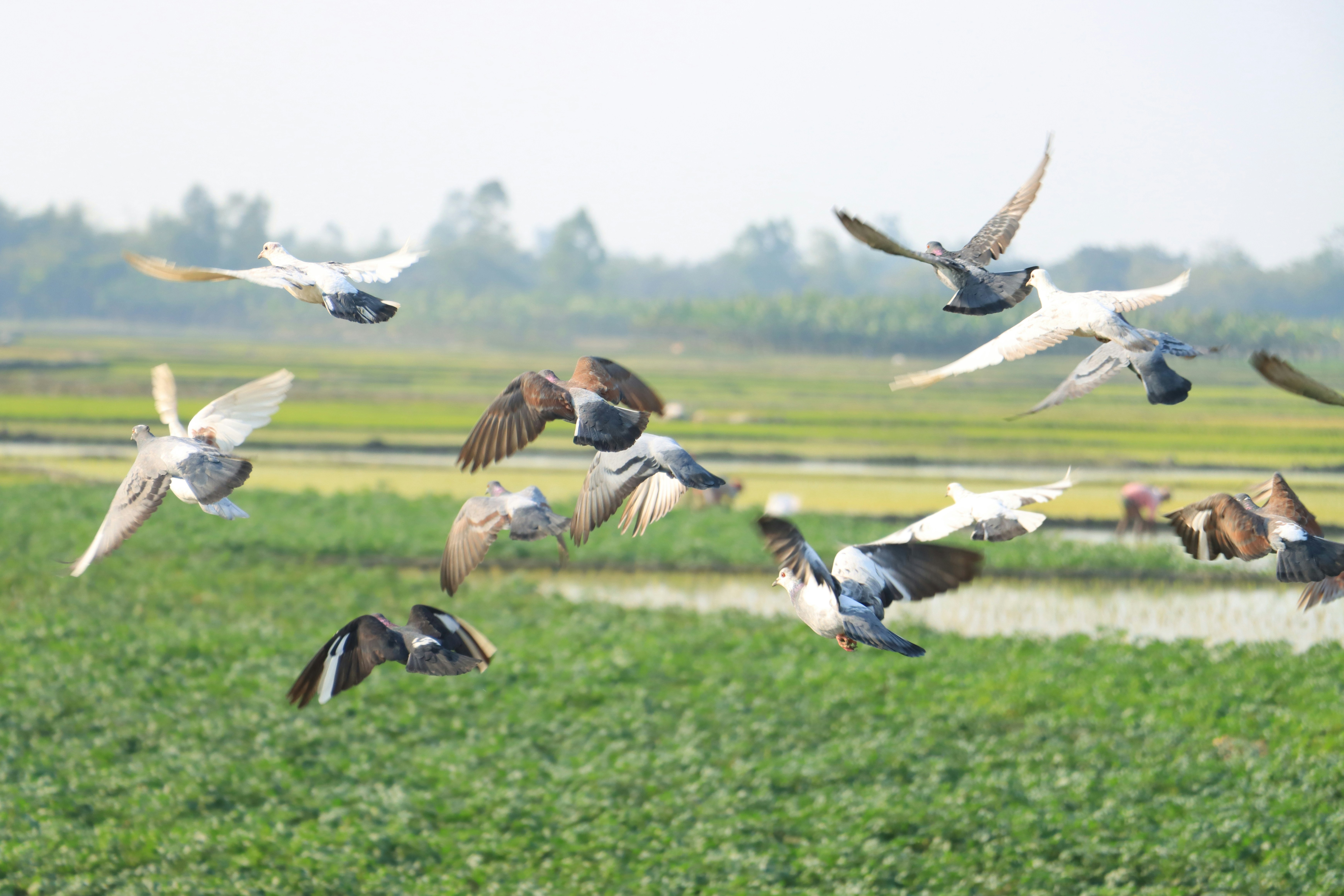 Winged Chorus Over a Sunlit Wetland