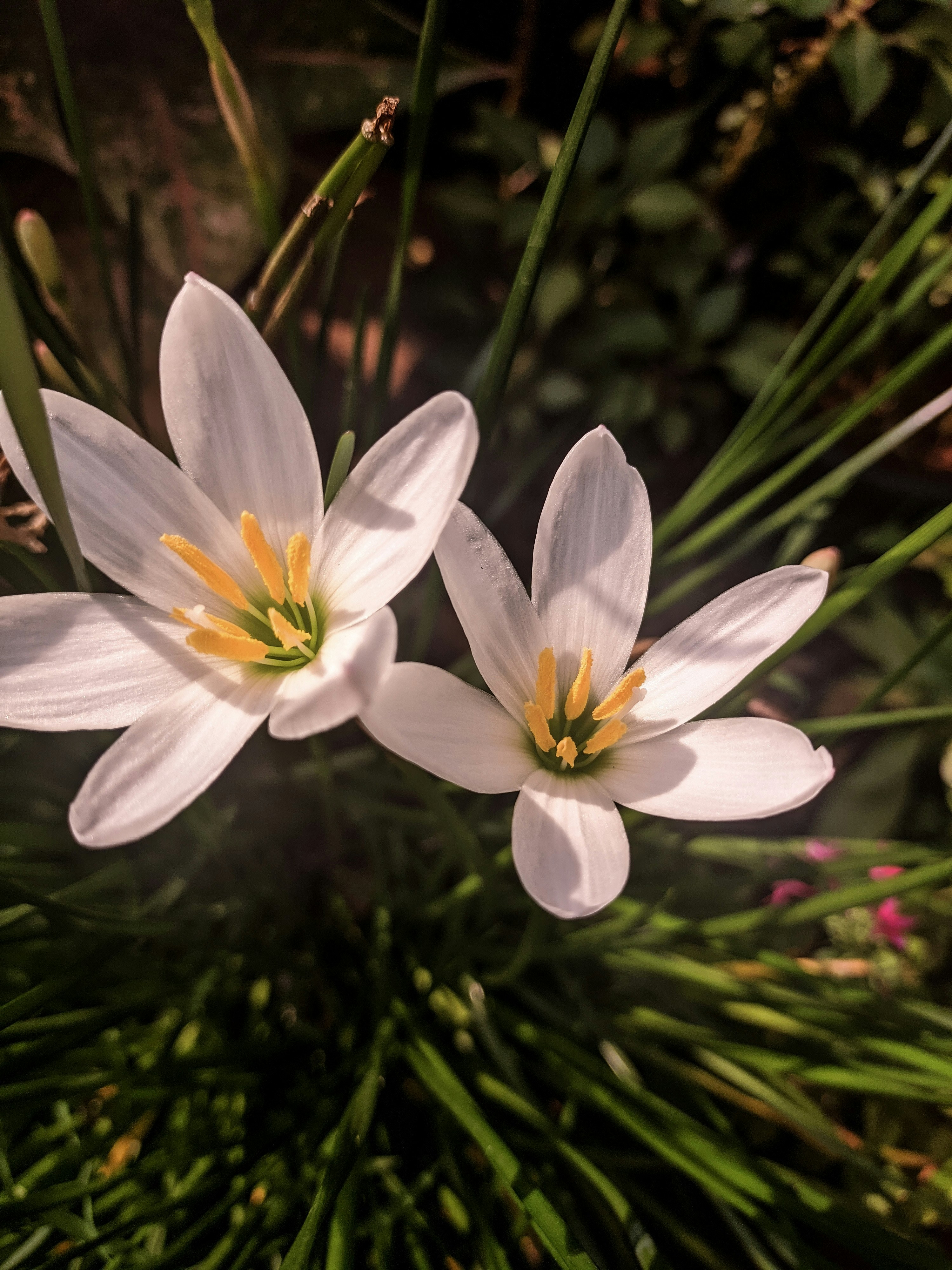 白い花のグループの写真 – Unsplashの無料花の背景写真