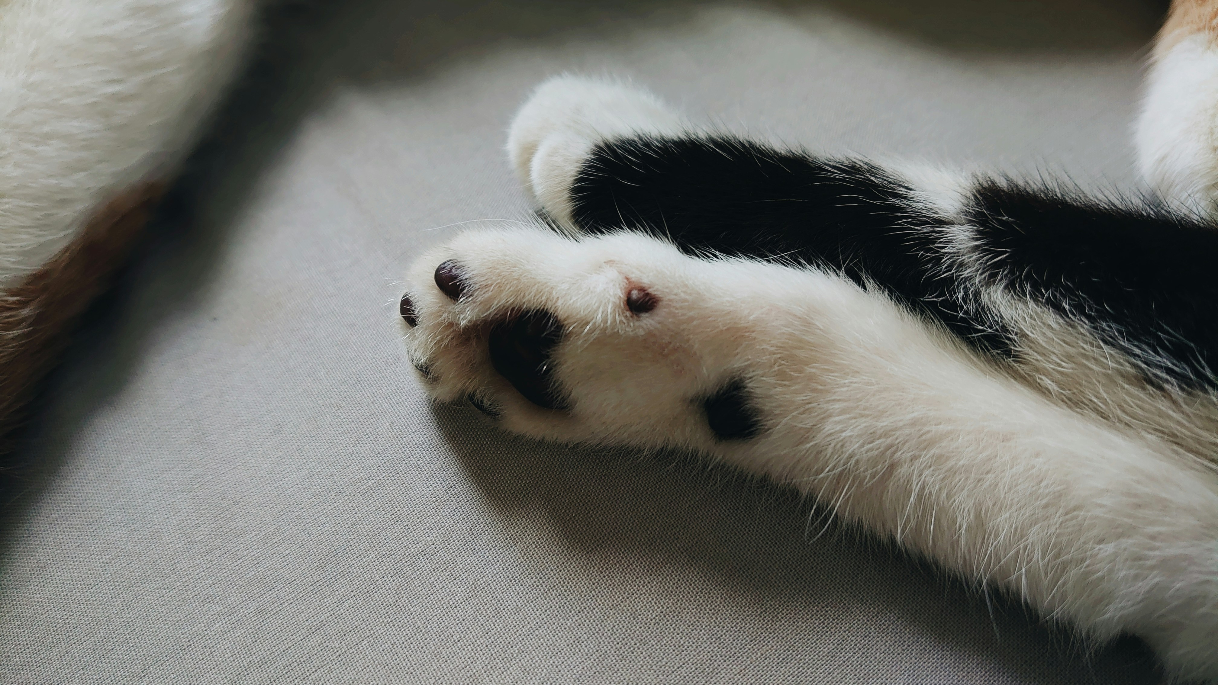 Paws Pictures | Download Free Images on Unsplash