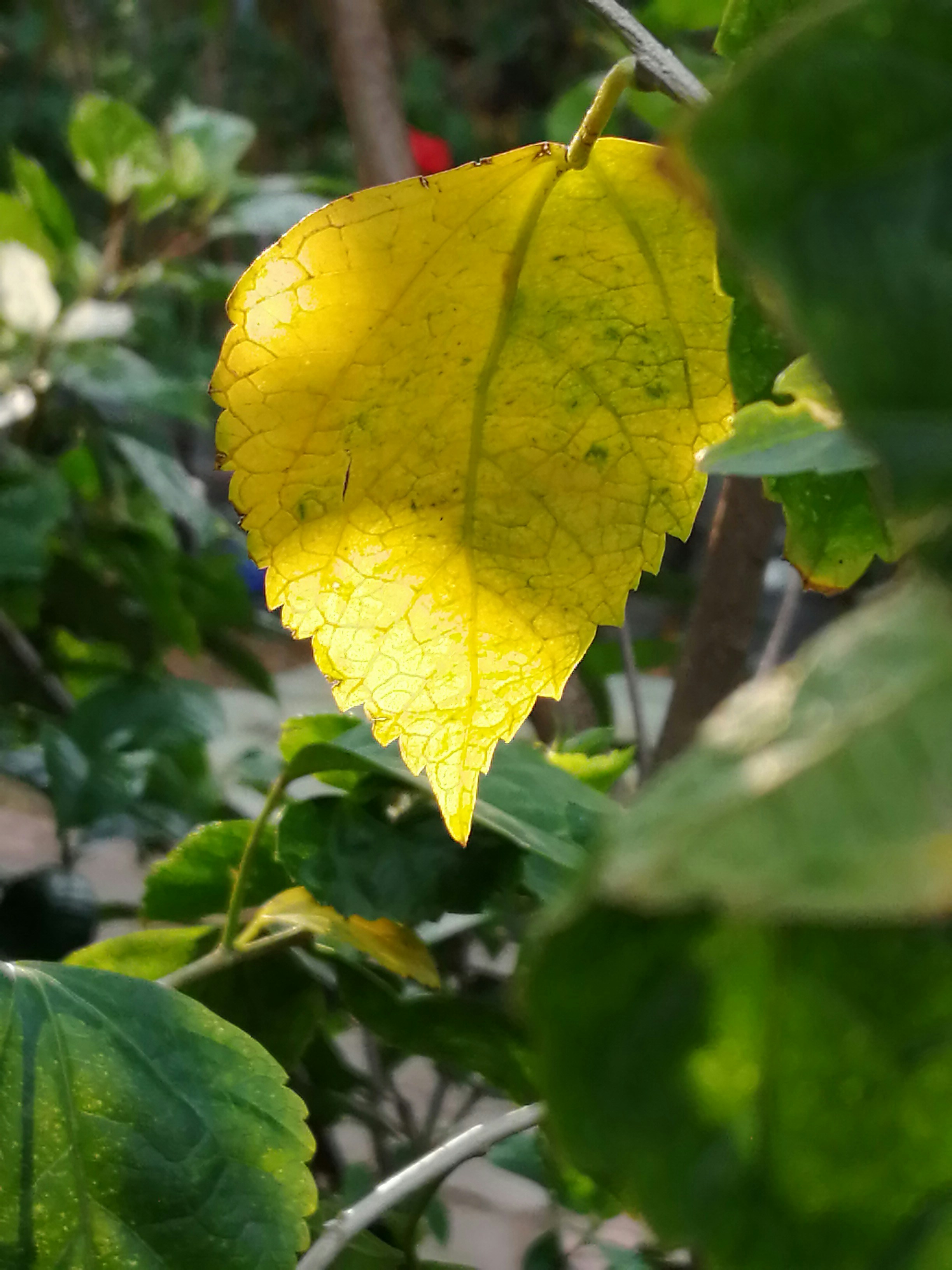 A vibrant yellow leaf stands out against a backdrop of green foliage, illuminated by sunlight filtering through the branches.