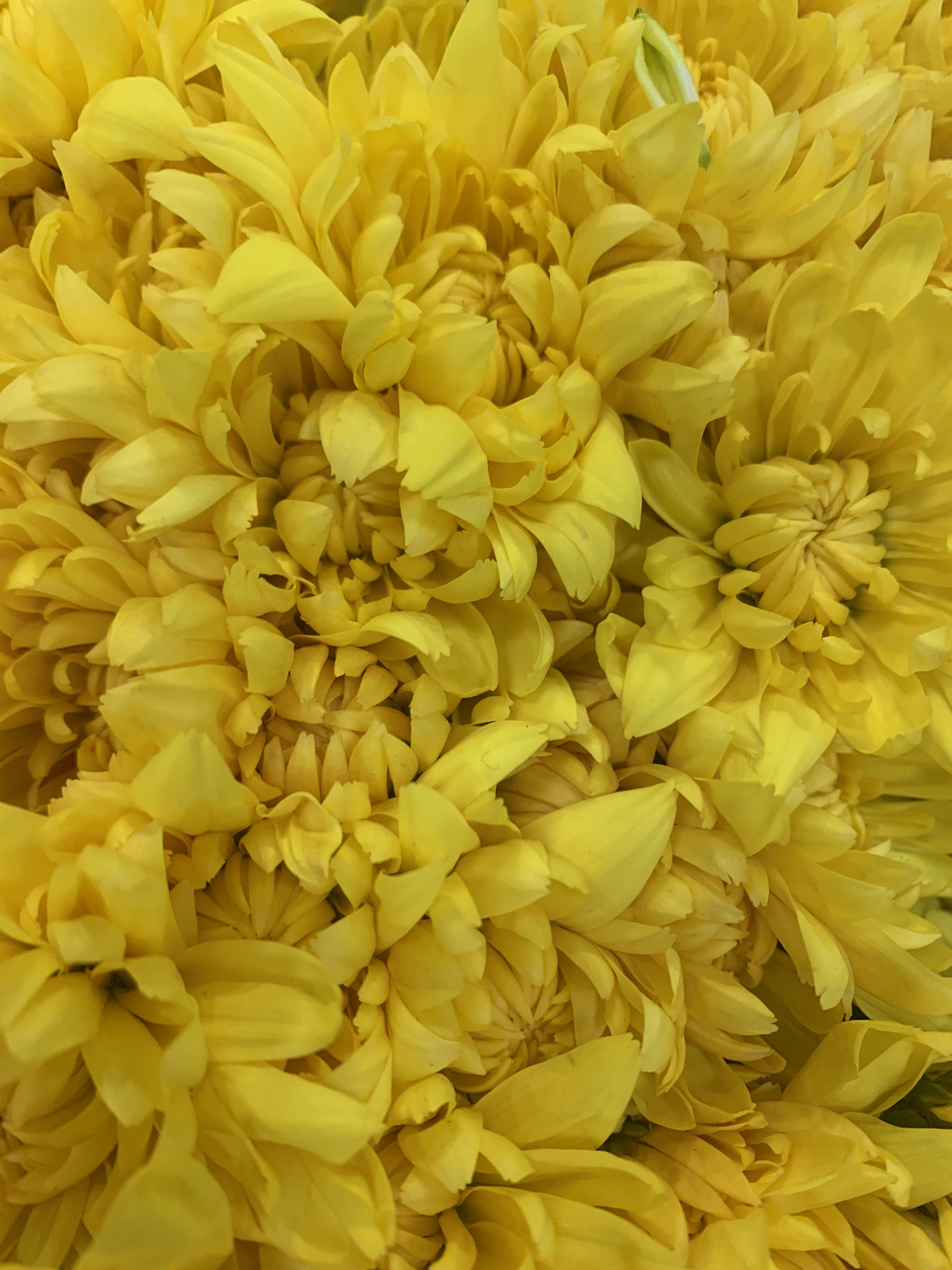 Golden Tangle: Close-Up of Dense Yellow Chrysanthemums