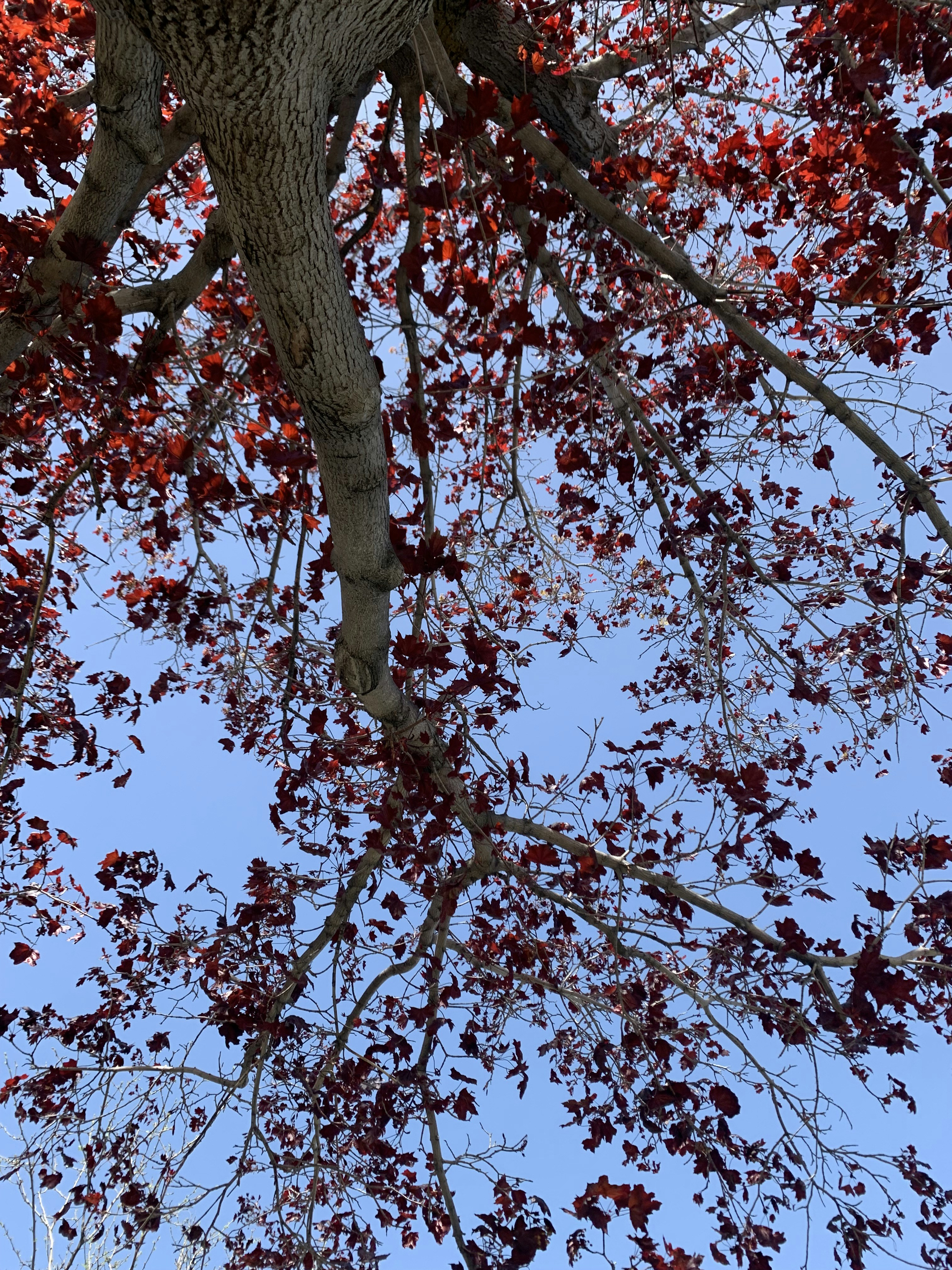 Un arbre aux feuilles rouges photo – Photo Tronc d'arbre Gratuite sur ...