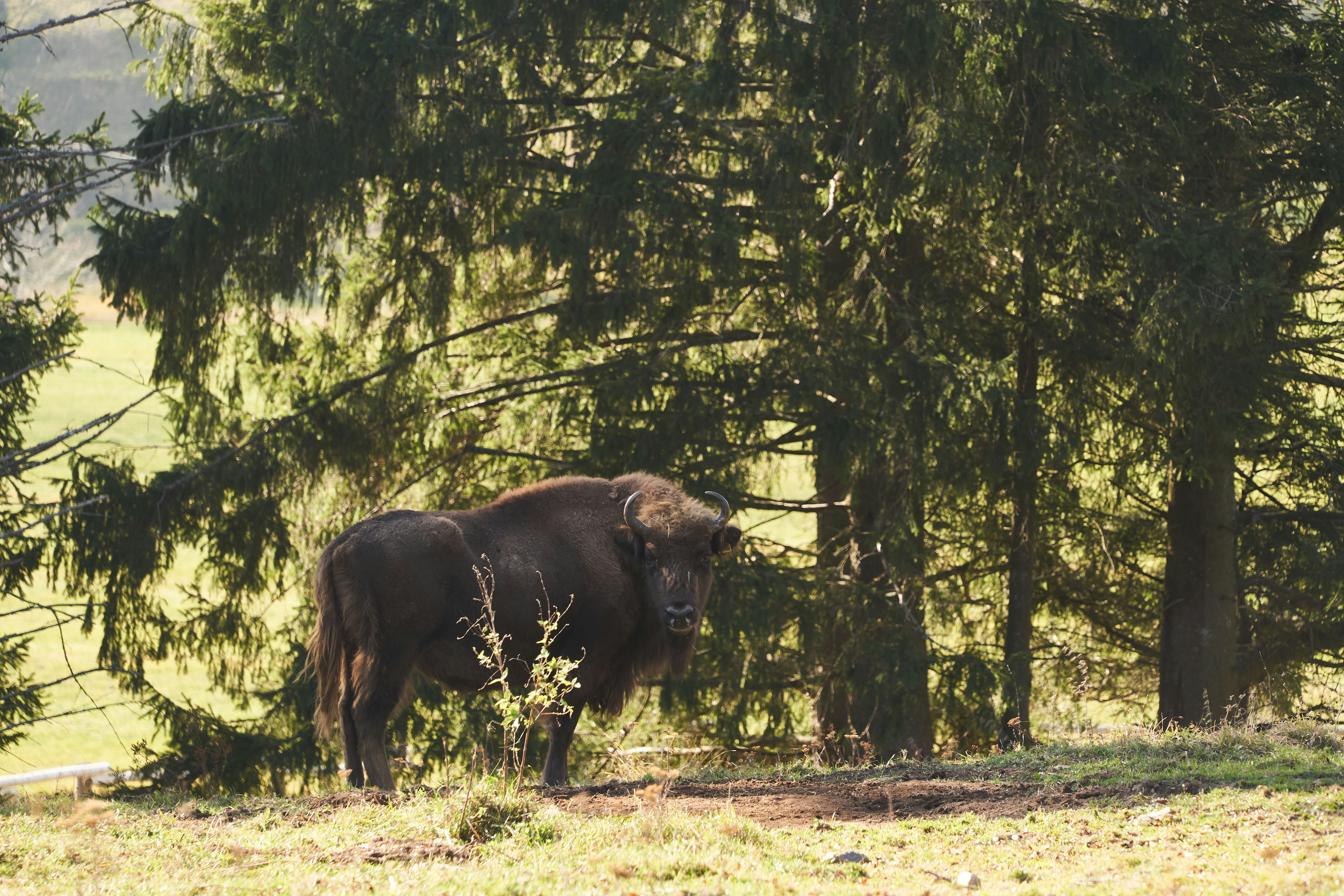Grove-Shadowed Bison in Dappled Afternoon Light