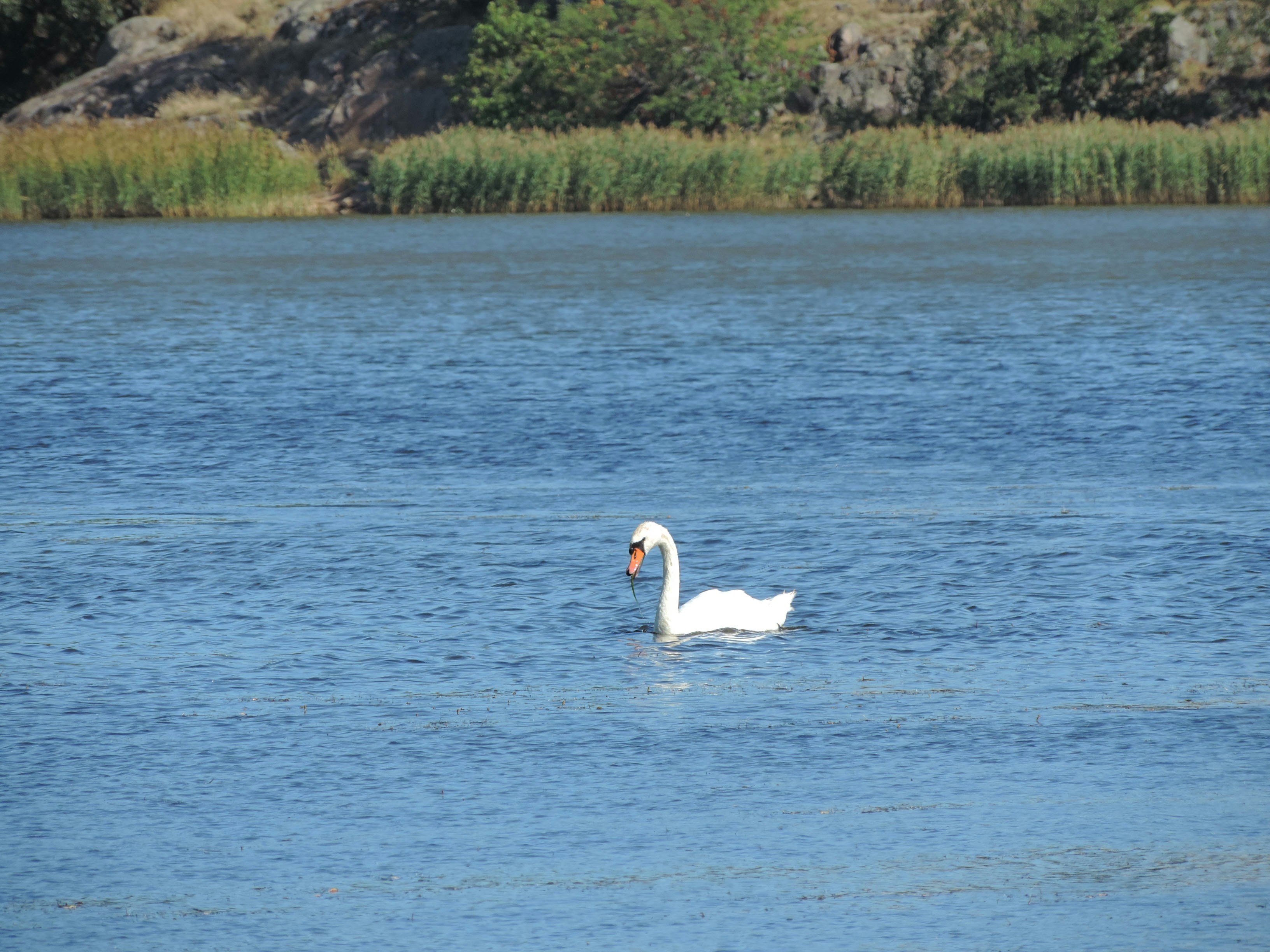 A swan swimming in a lake photo – Free Swan Image on Unsplash