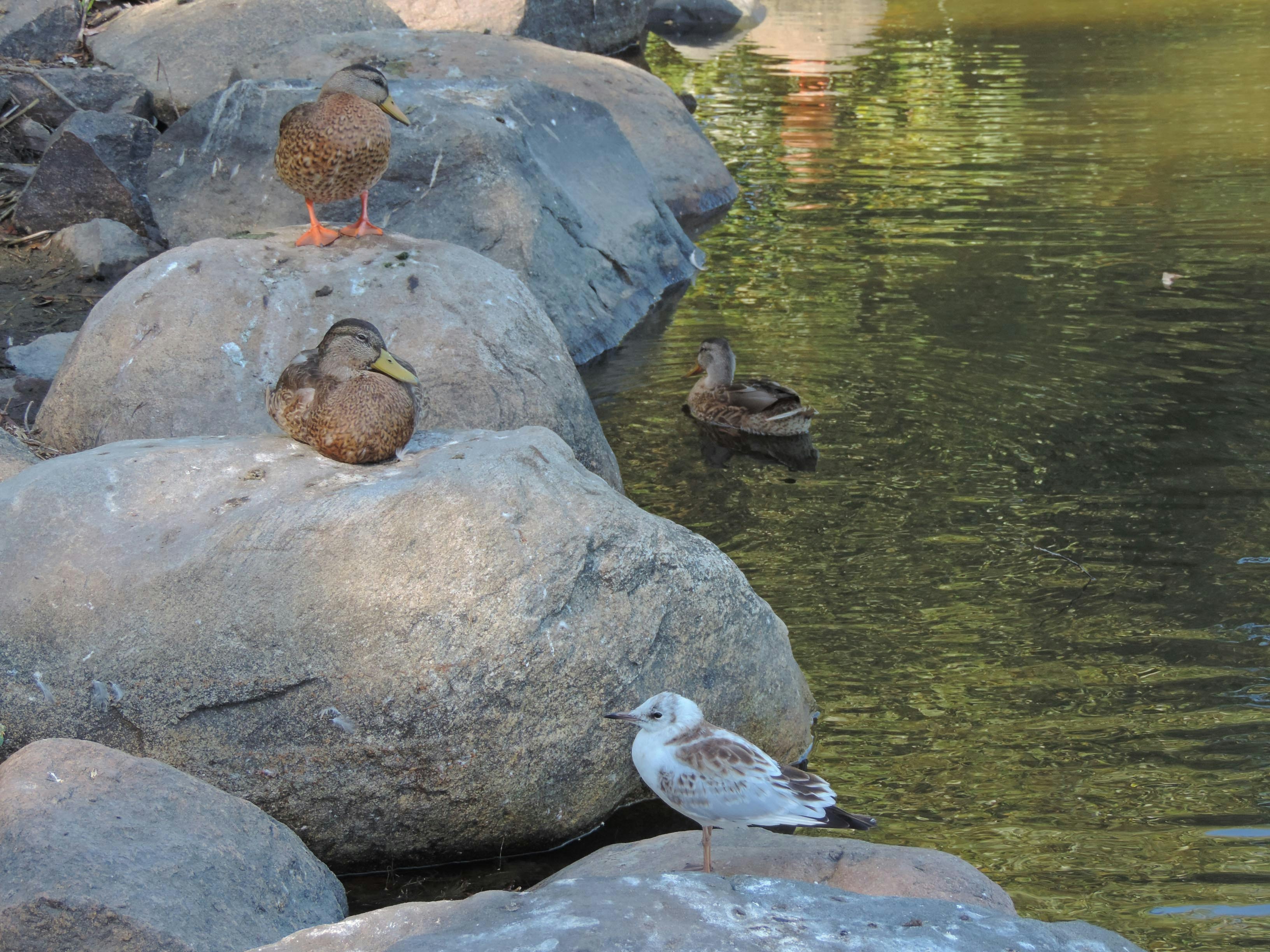 Photograph of ducks perched on sunlit rocks beside a calm pond, with a white and brown shorebird in the foreground.