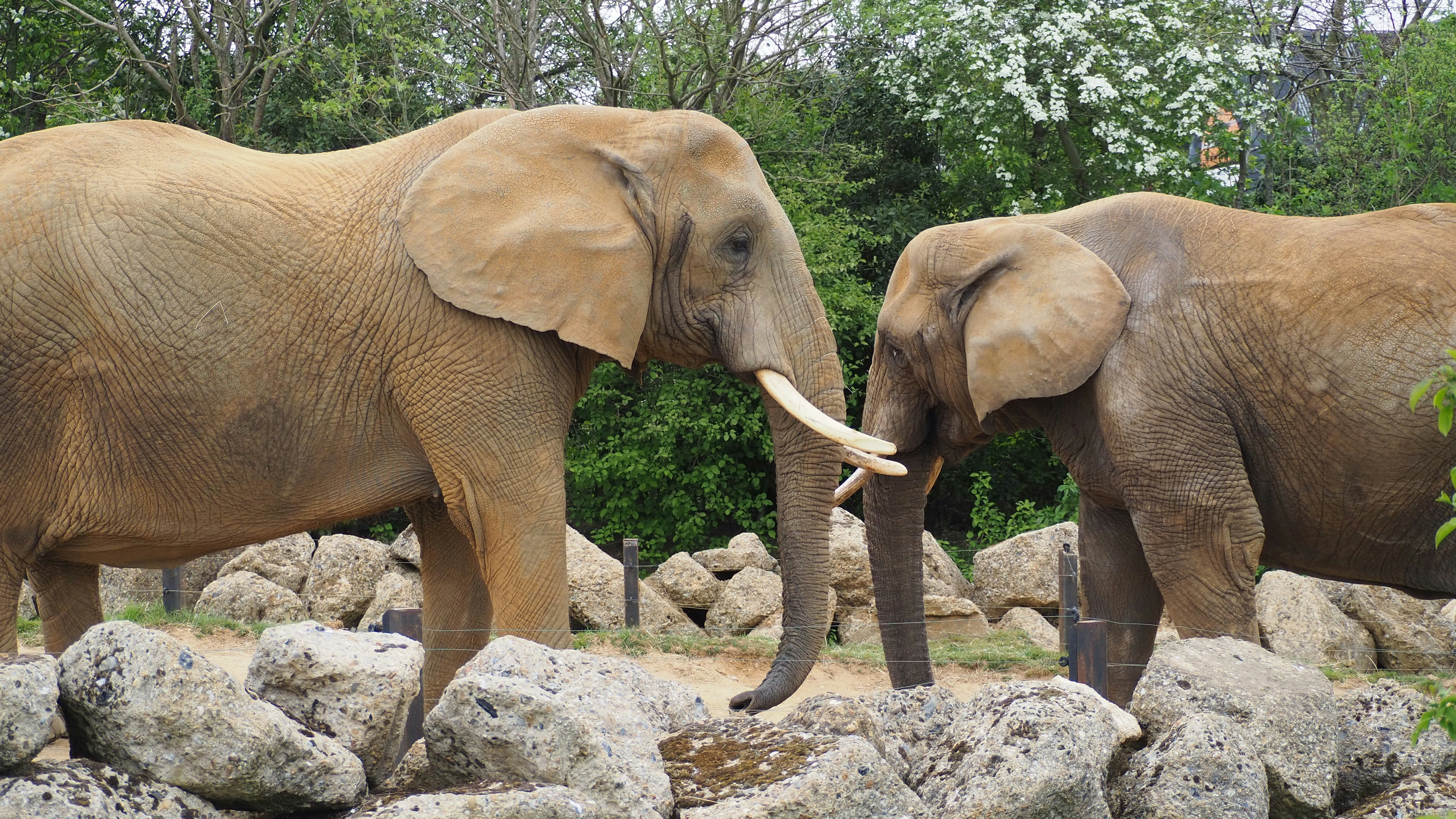 Two elephants facing each other in a rocky enclosure, surrounded by lush greenery.