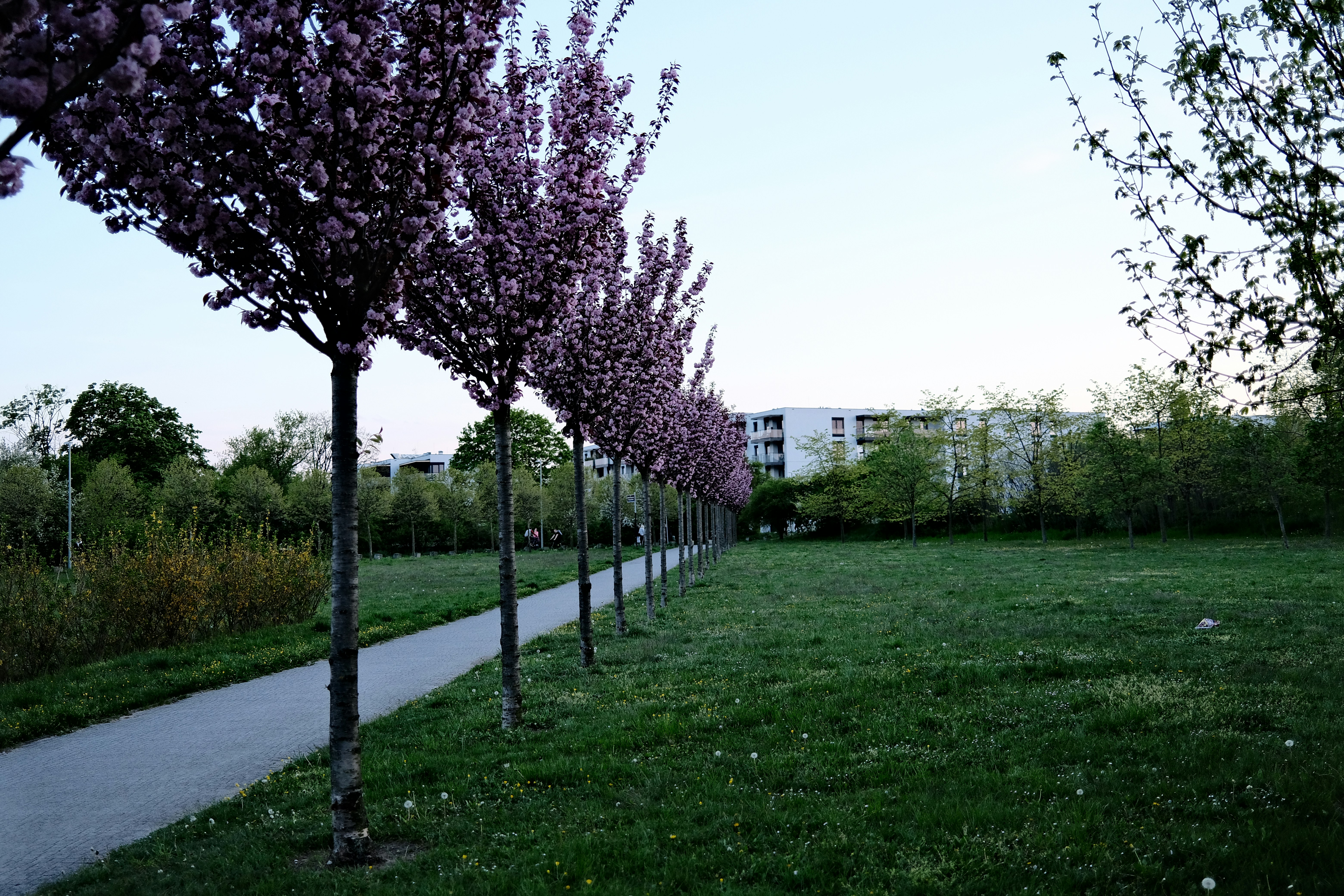 Rows of blossoming trees line a serene pathway, leading towards a distant building under a twilight sky.