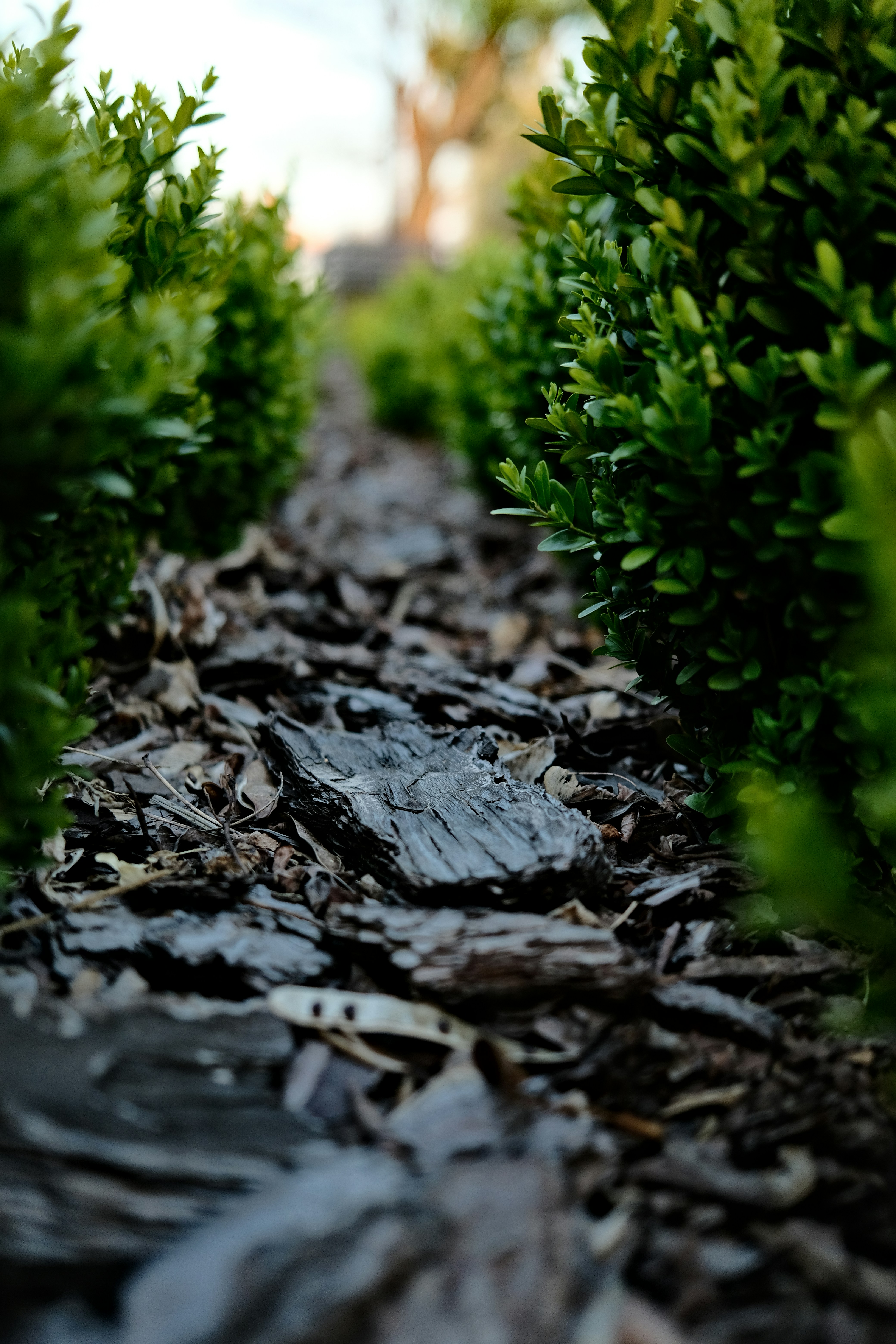 Between Emerald Walls: A Ground-Level Corridor of Bark and Light