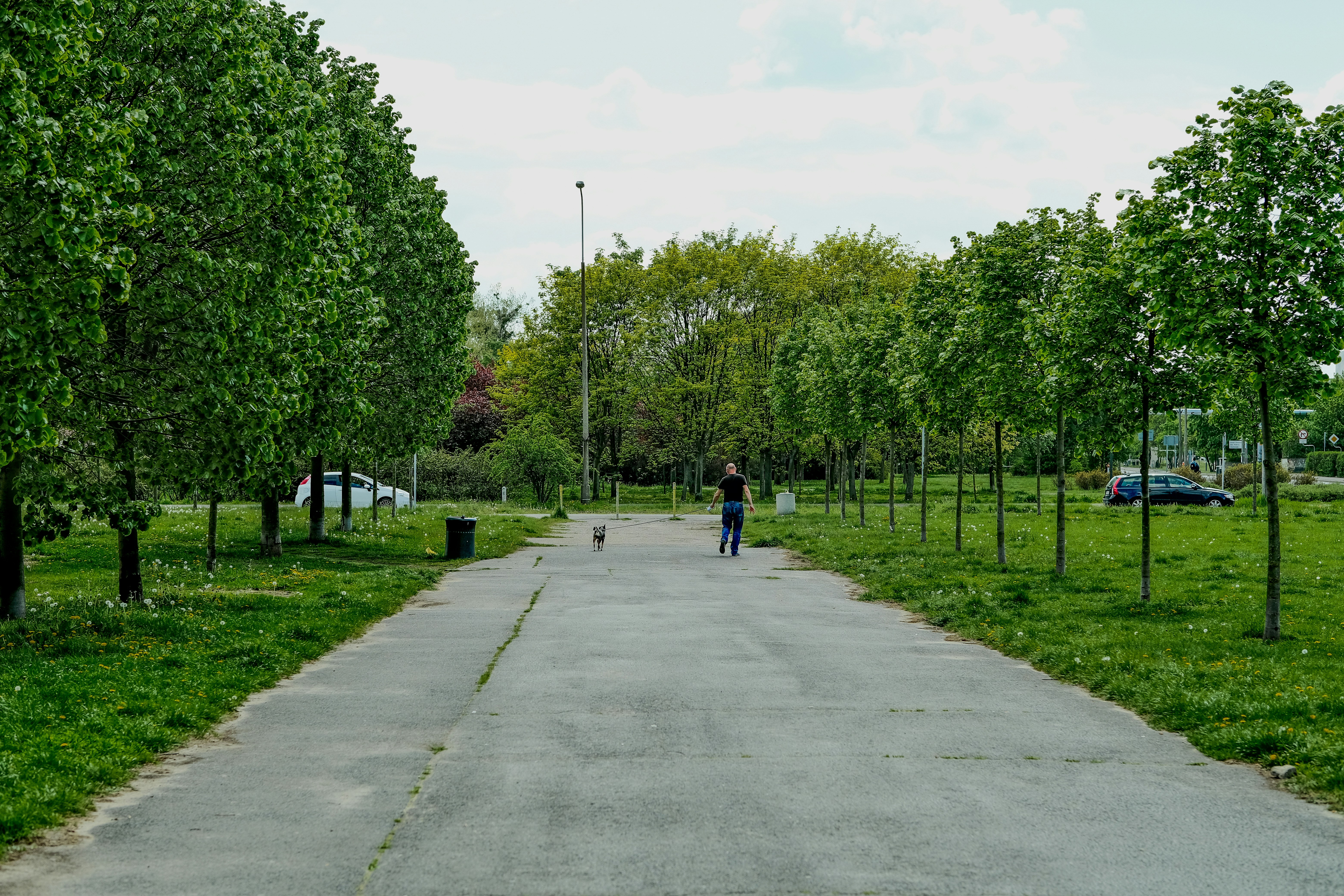 A person walking a dog along a tree-lined path in a tranquil park setting, surrounded by vibrant greenery.