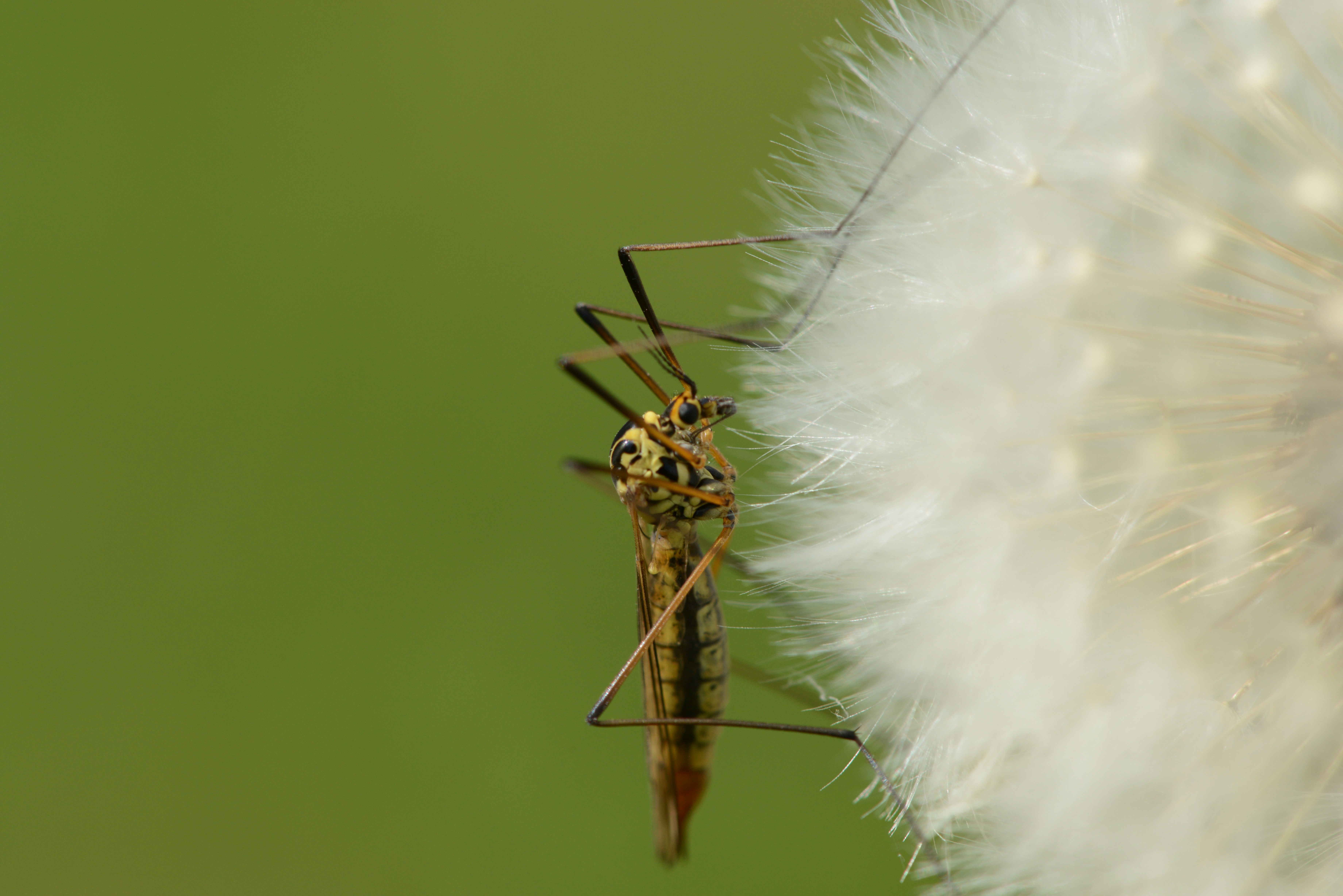Crane Fly on a Dandelion Puff: Fragile Geometry in Focus