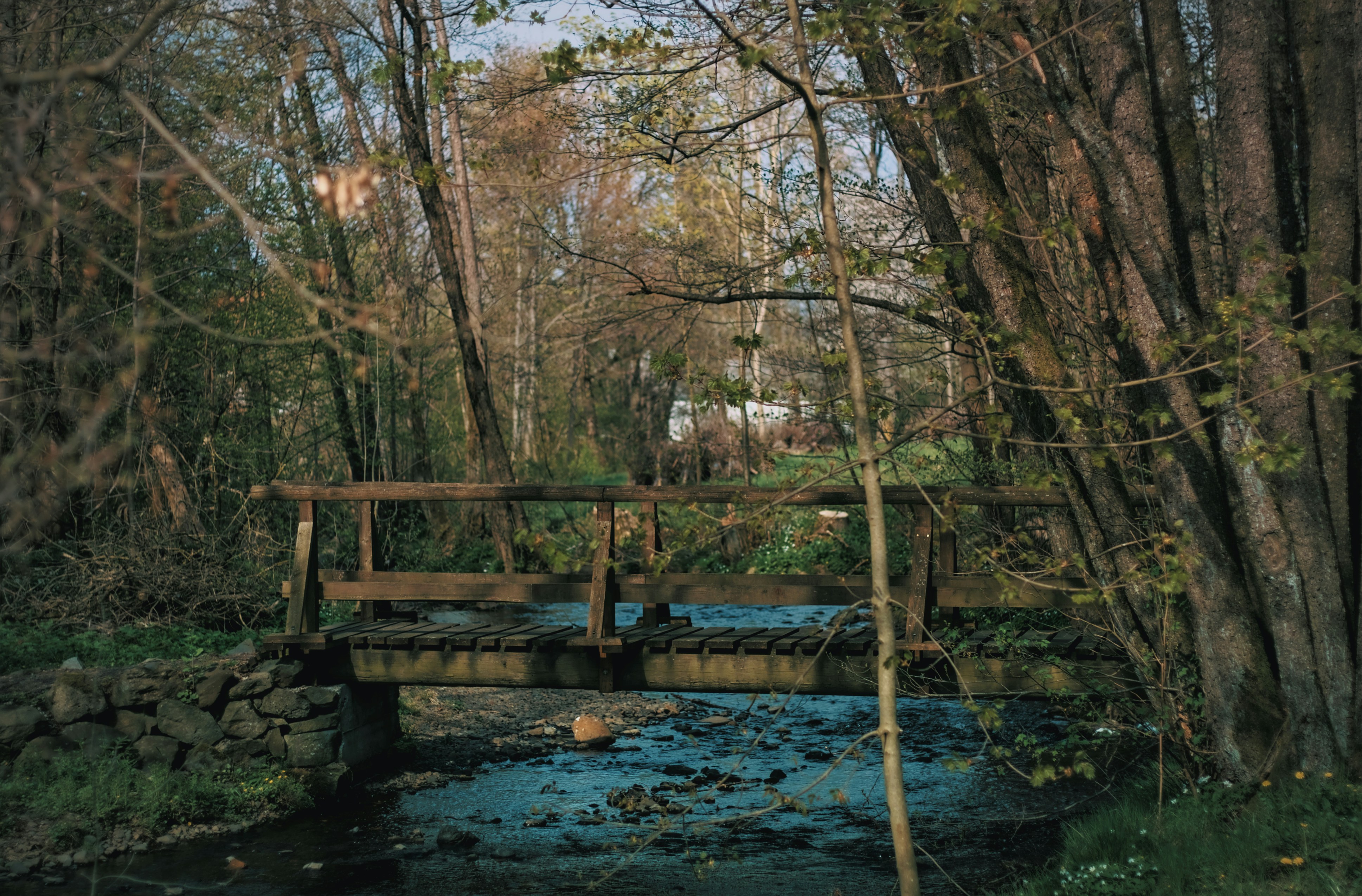 Bridge of Quiet Currents: A Forest Stream Pauses in Spring Light
