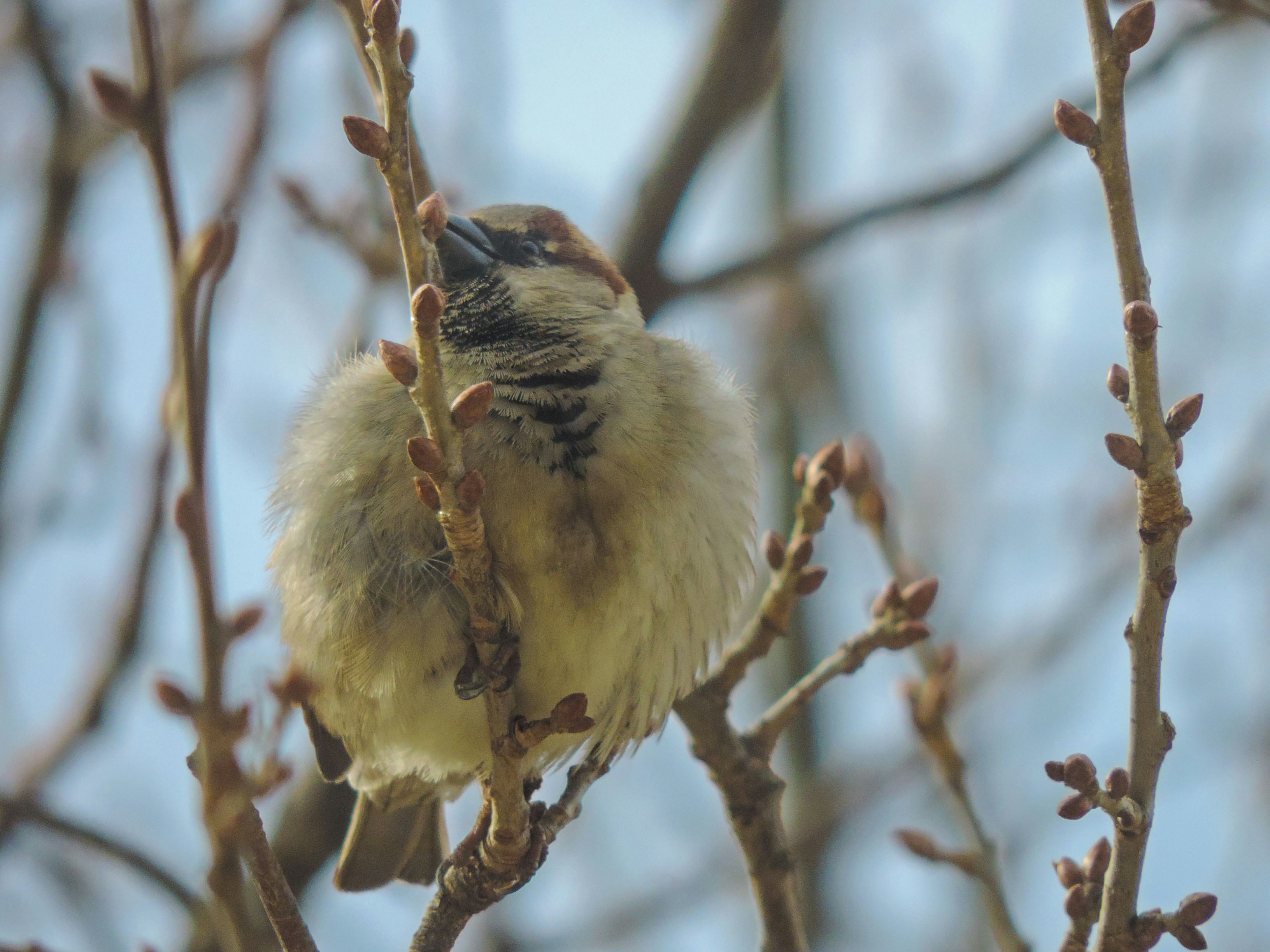 Fluffed Yellow-Breasted Songbird Amid Spring Buds