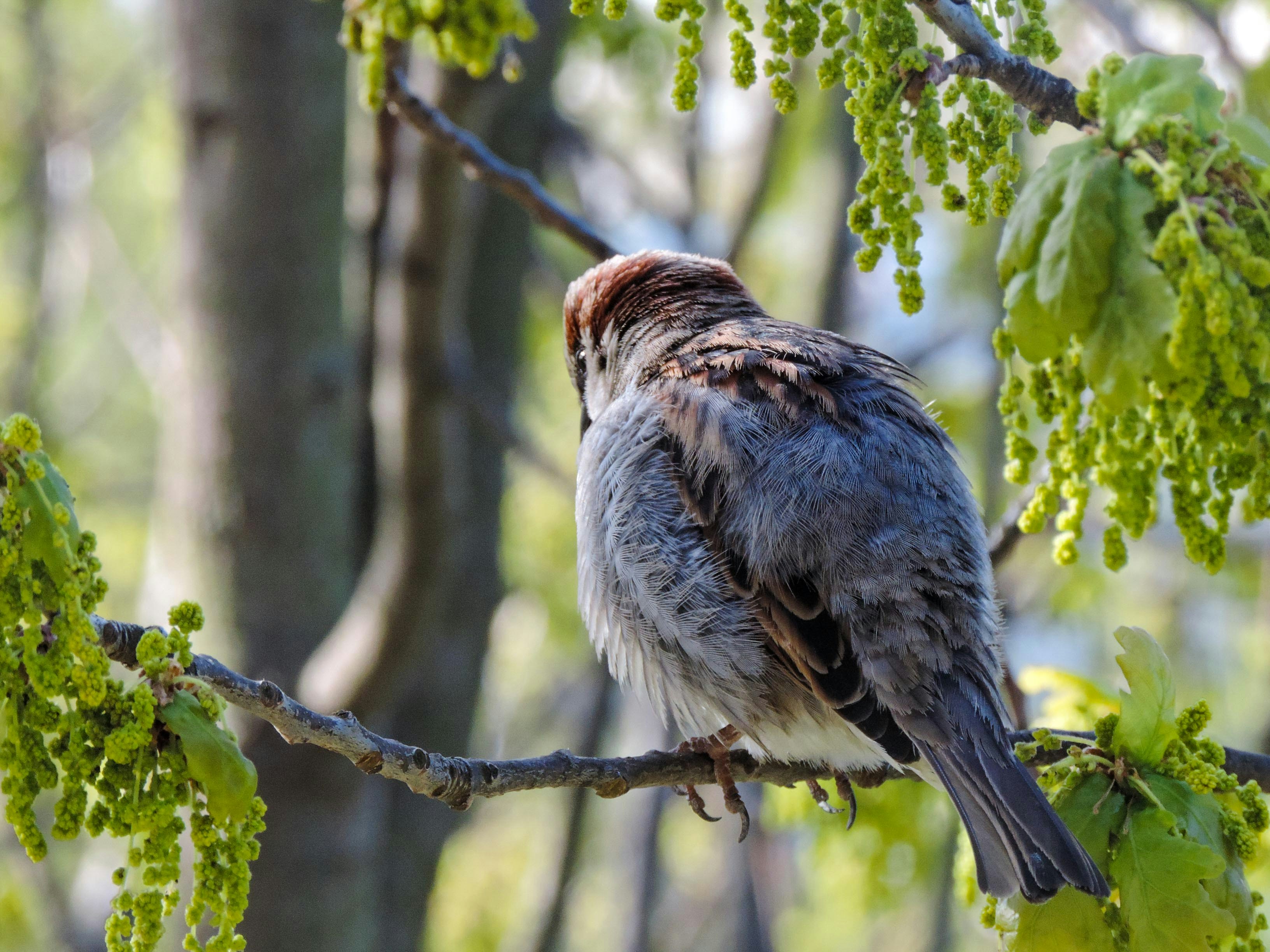 Sparrow on oak branch. Sunny day outside.