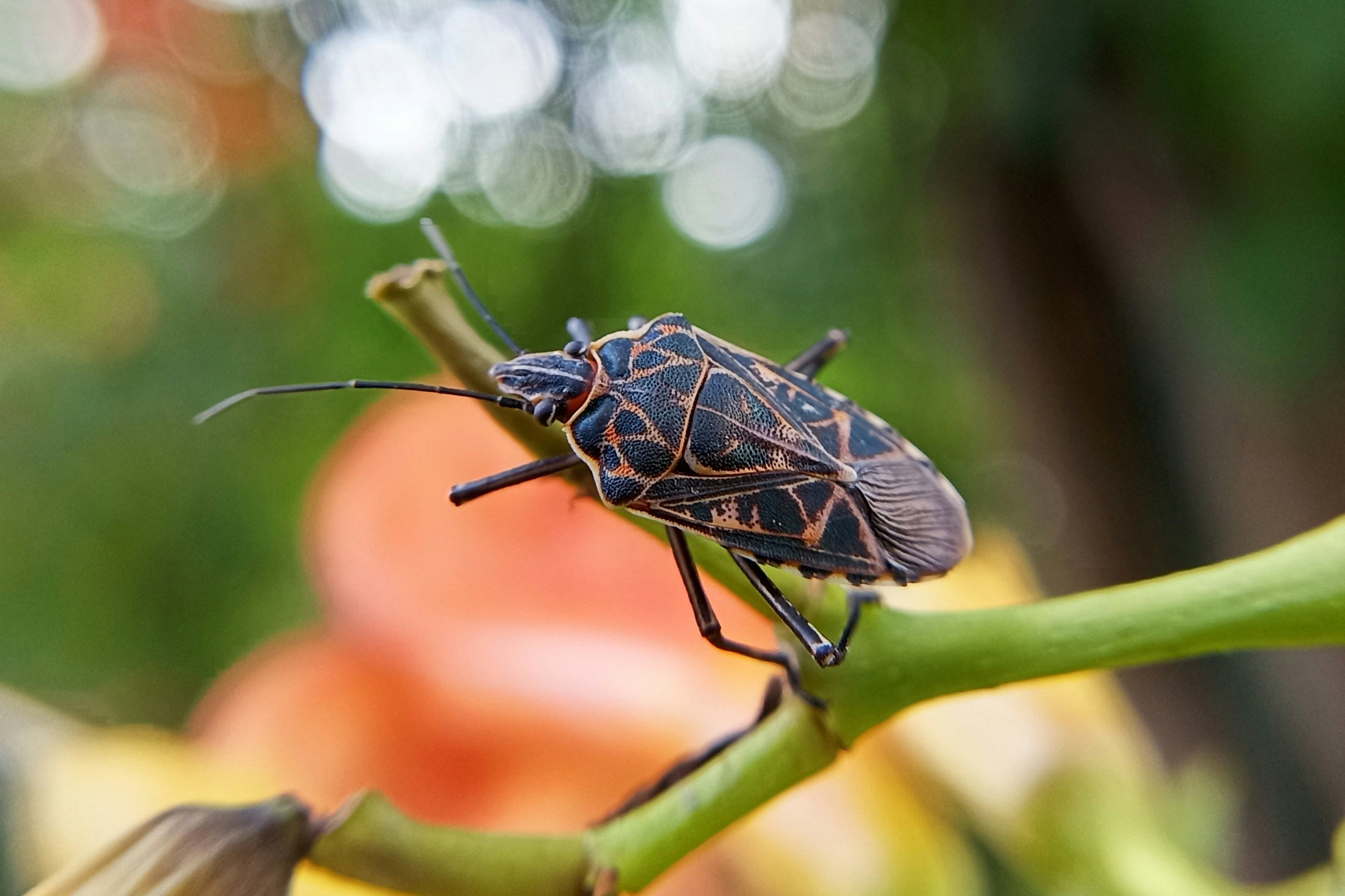Un insecto en una planta foto – Imagen de Animal gratuita en Unsplash