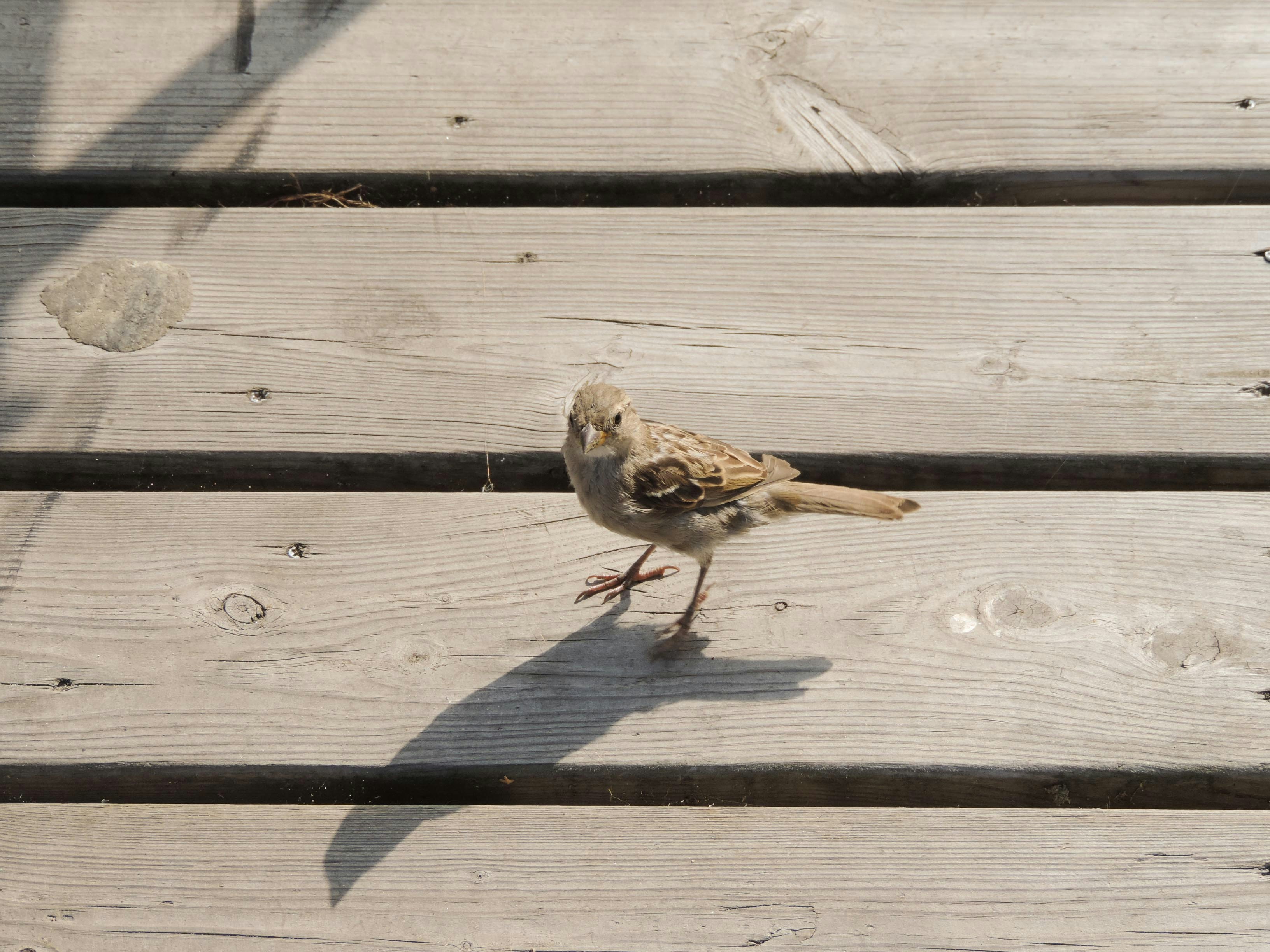 Small bird standing on a weathered wooden deck, casting a distinct shadow. The natural setting highlights the simplicity and charm of wildlife interaction.