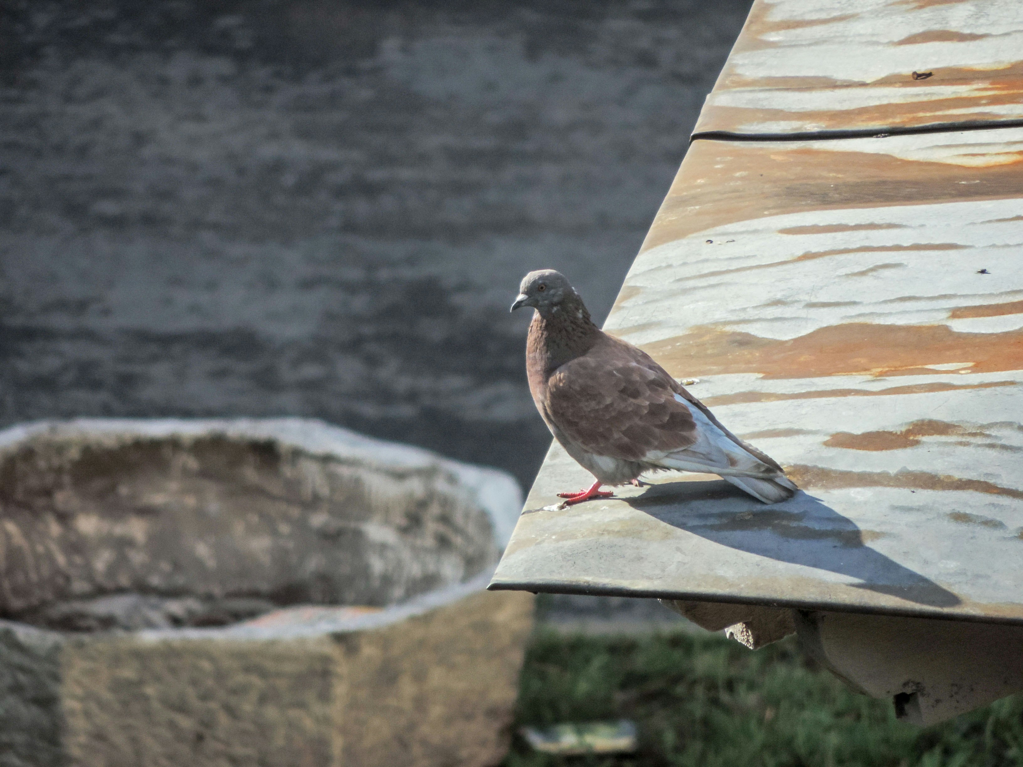 Pigeon perched on a weathered wooden plank, sunlight highlighting its plumage, with calm water and a stone edge in the background.