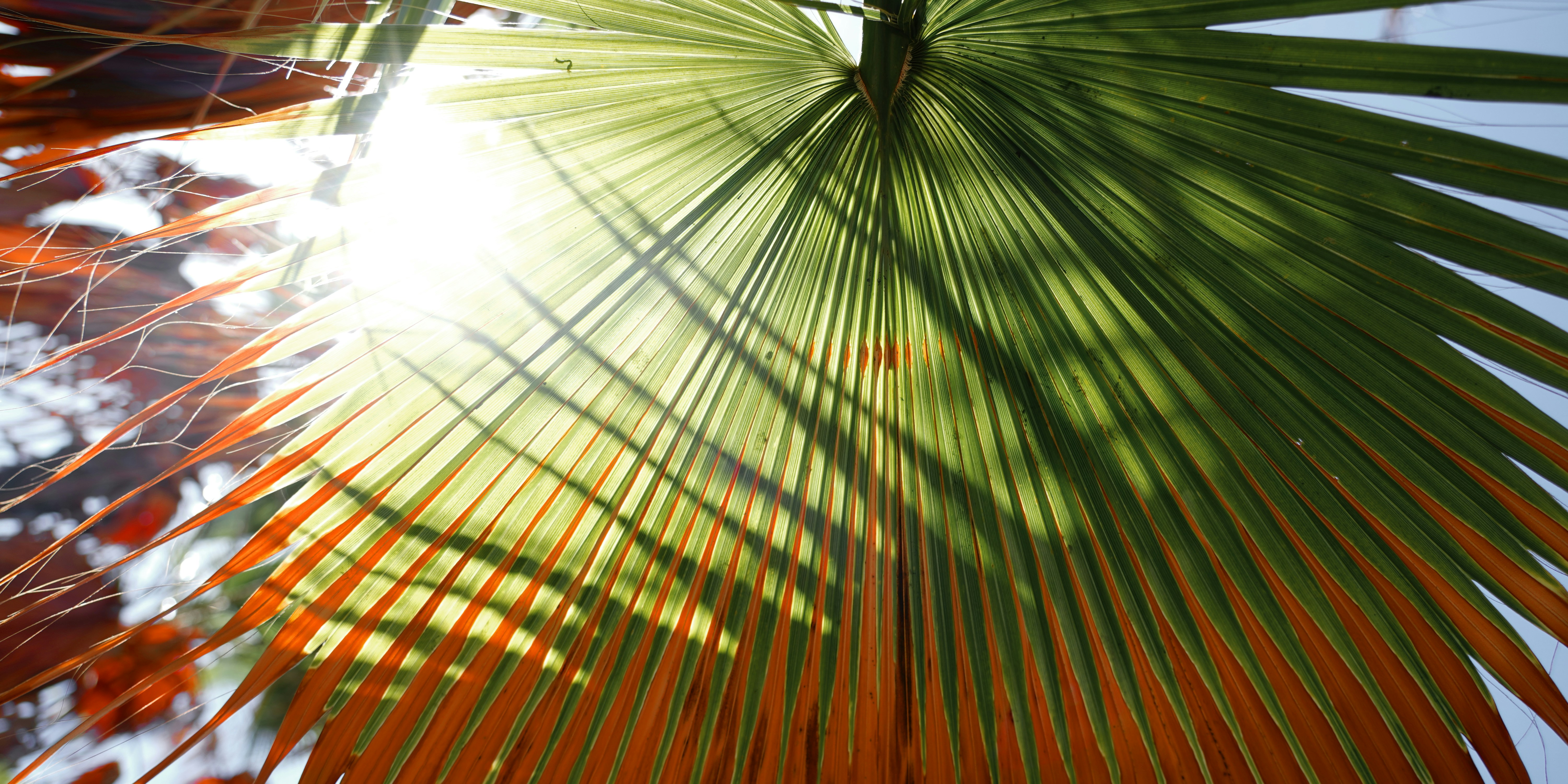 Sunburst Through Palm Fronds: A Golden Shimmer Across Green Ribs