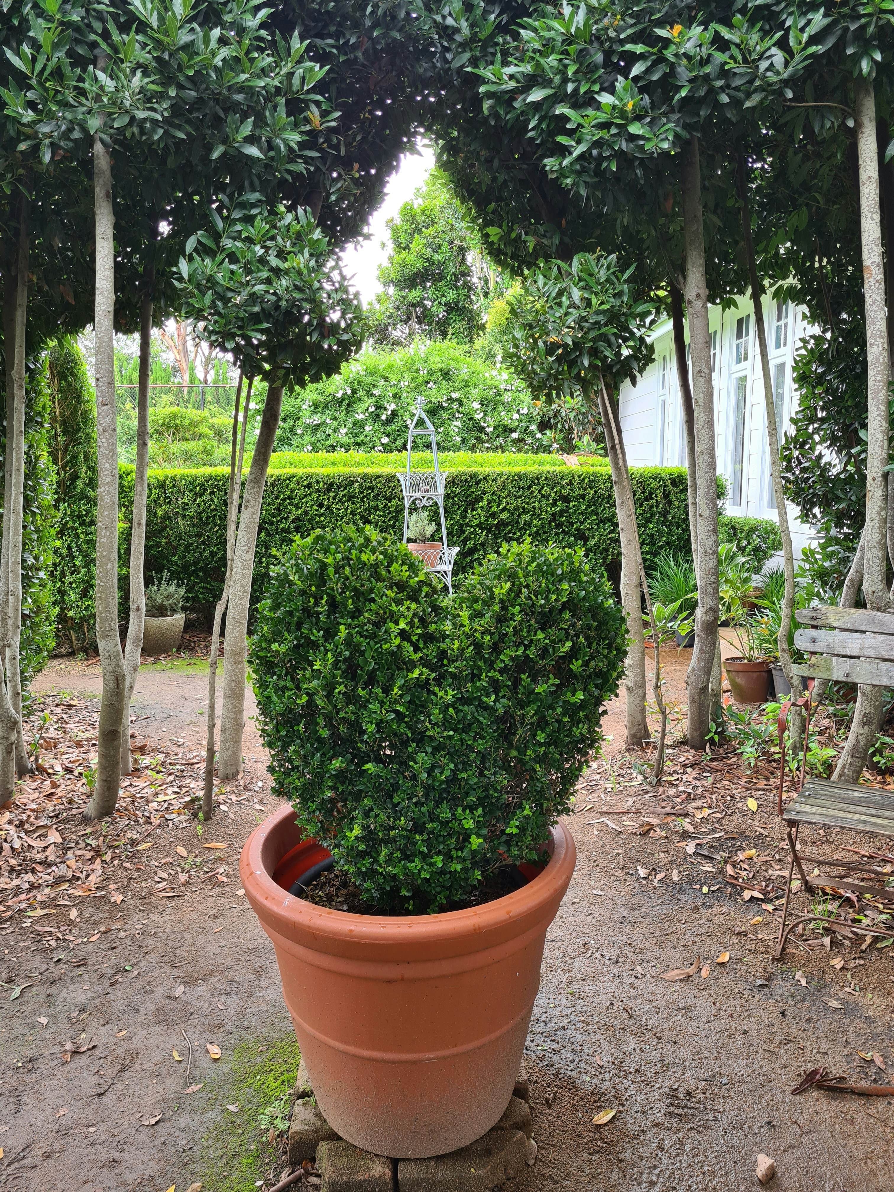 Topiary in a Secret Garden: A Pot-Grown Sculpted Bush Under a Lined Canopy