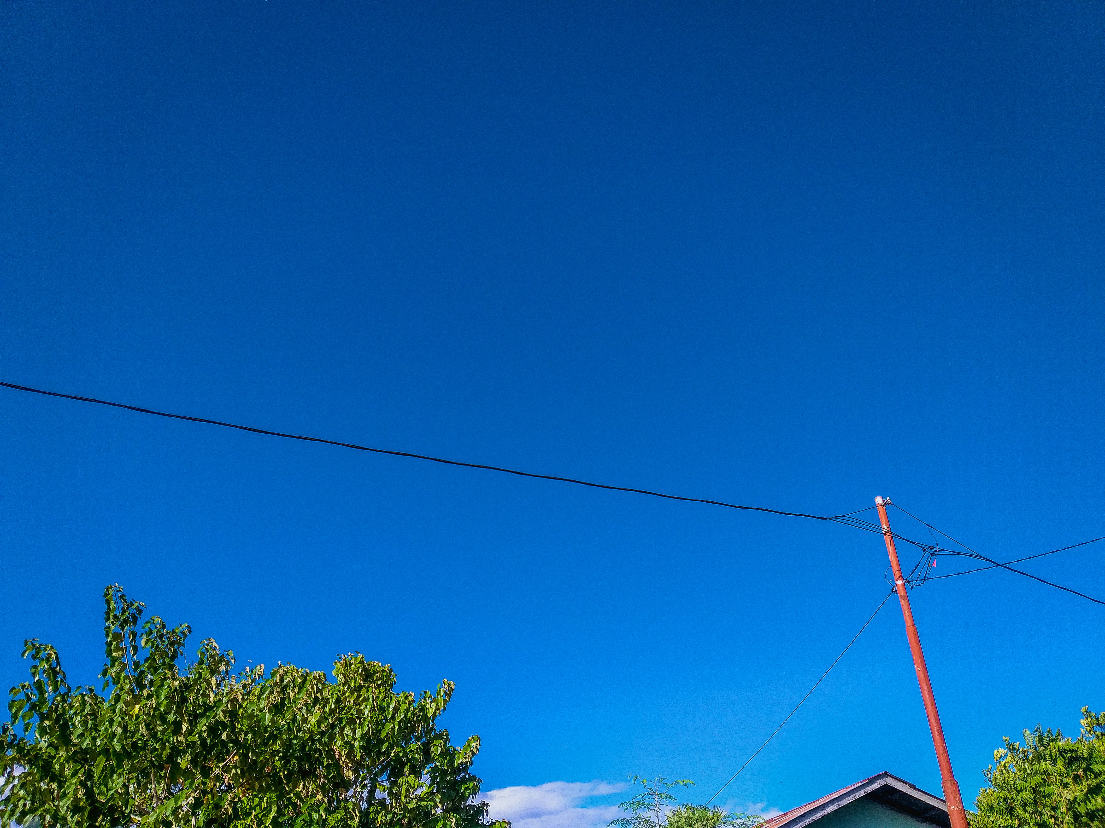 Vibrant green foliage contrasting against a clear blue sky, with a hint of a house and power lines in the foreground.