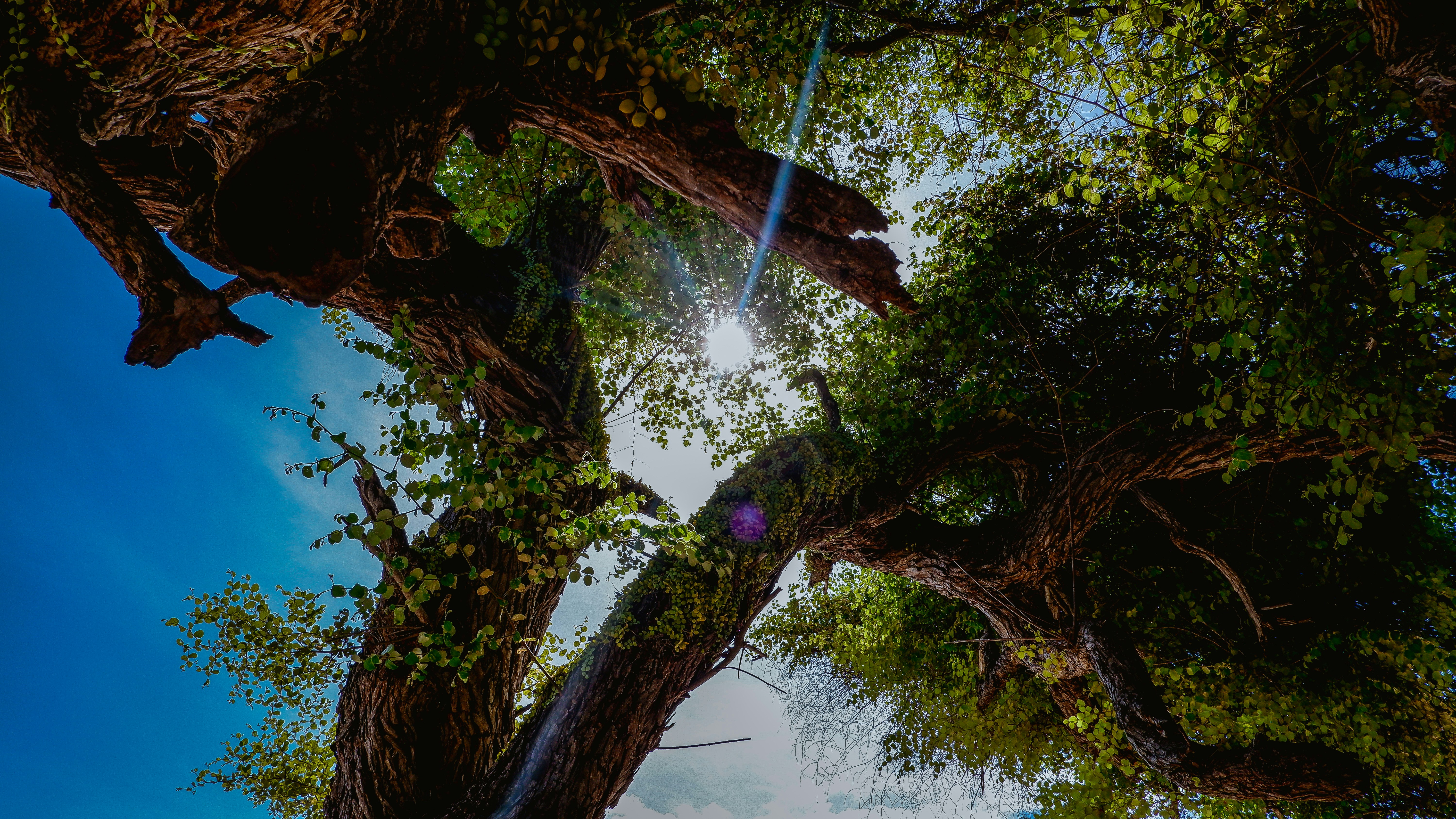 Sunflare in a Living Cathedral: Branches Reach Toward a Cobalt Sky