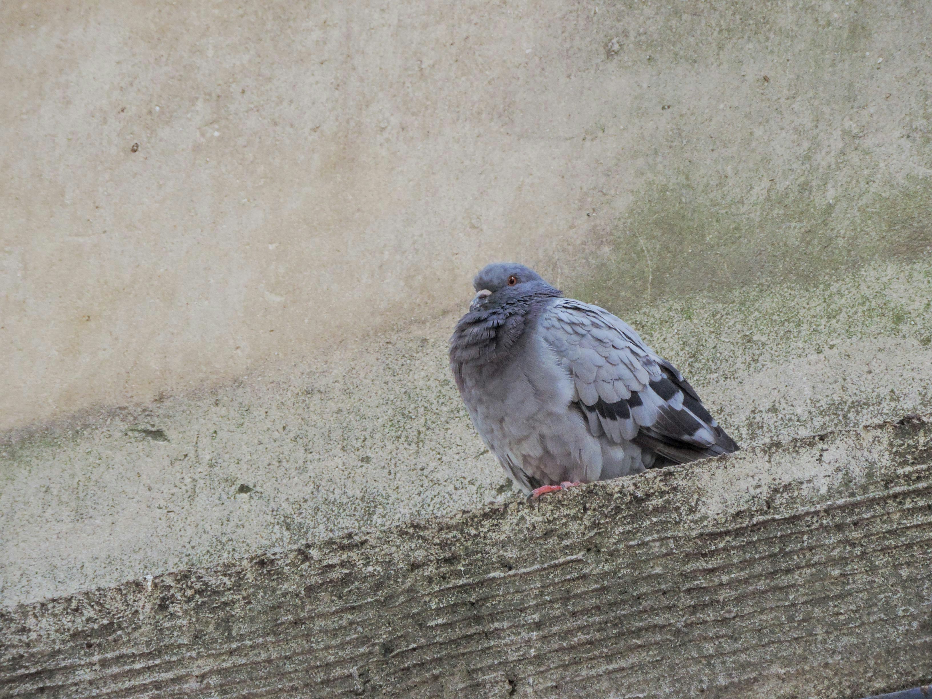 Pigeon perched on a textured concrete ledge against a weathered wall. This urban moment highlights the bird as the focal subject amid rough textures.