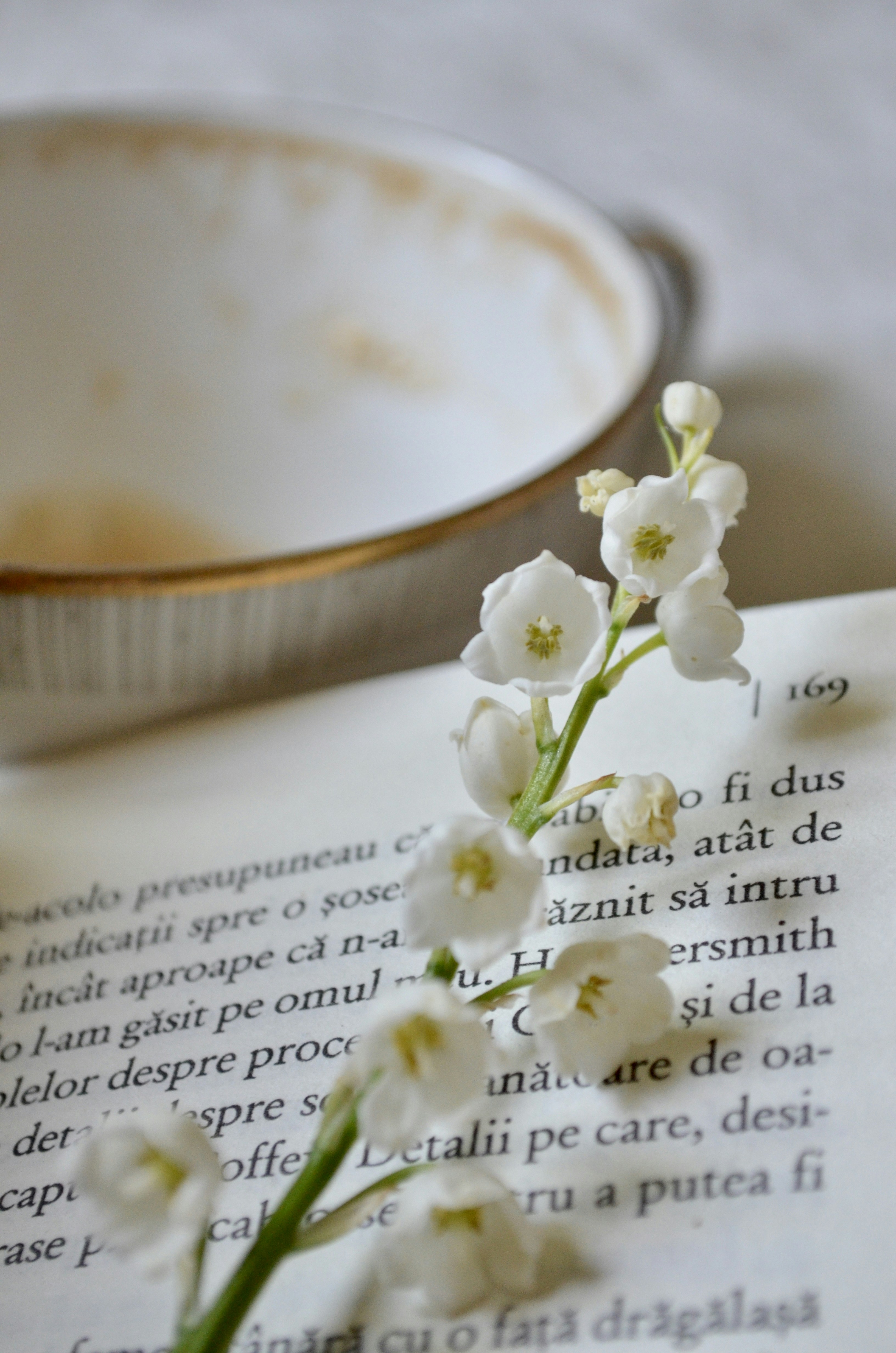 Whispers of White: Gypsophila Unfolds Across a Page