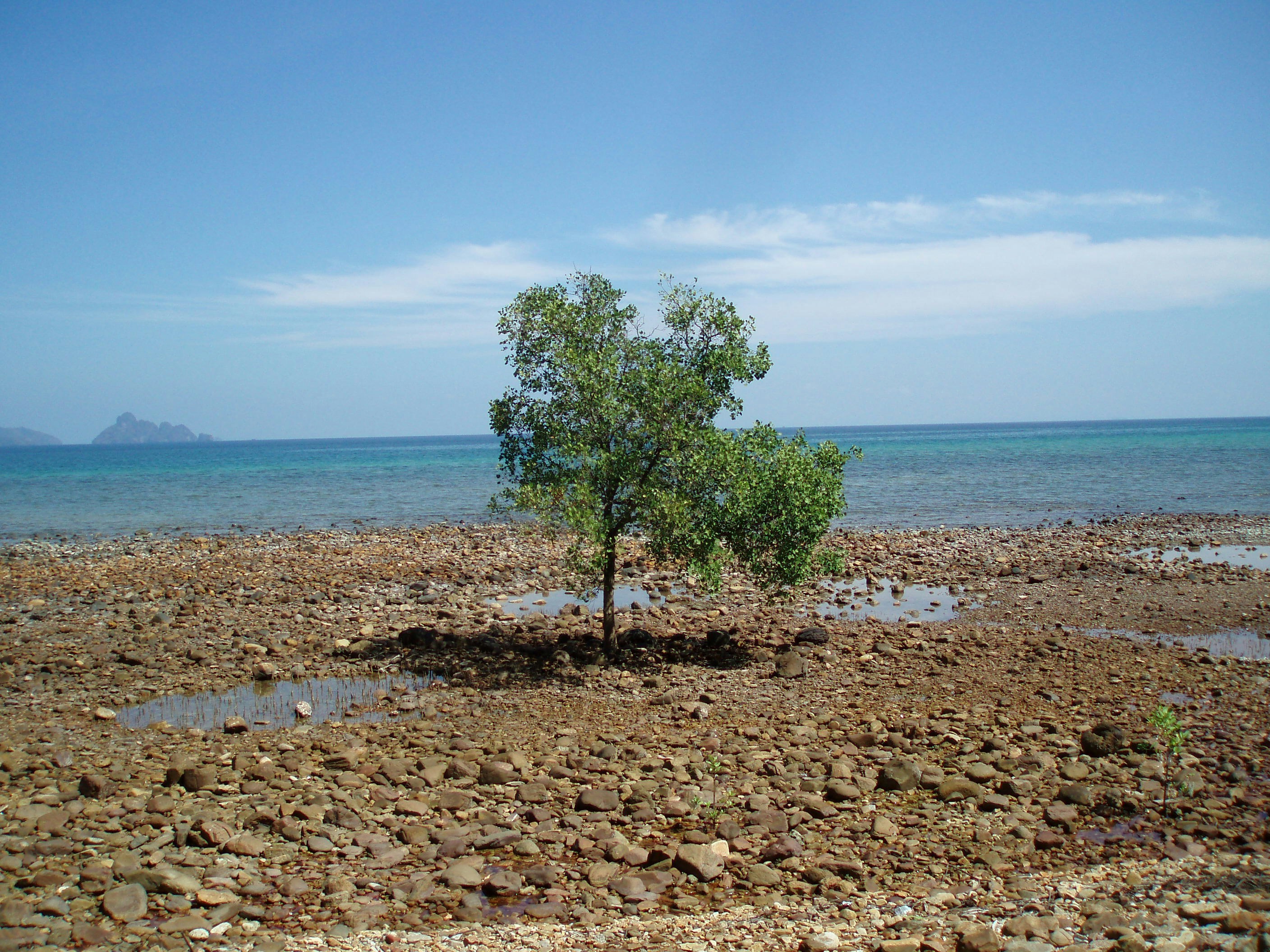 Lone tree stands on a rocky shoreline with calm sea and clear blue sky.