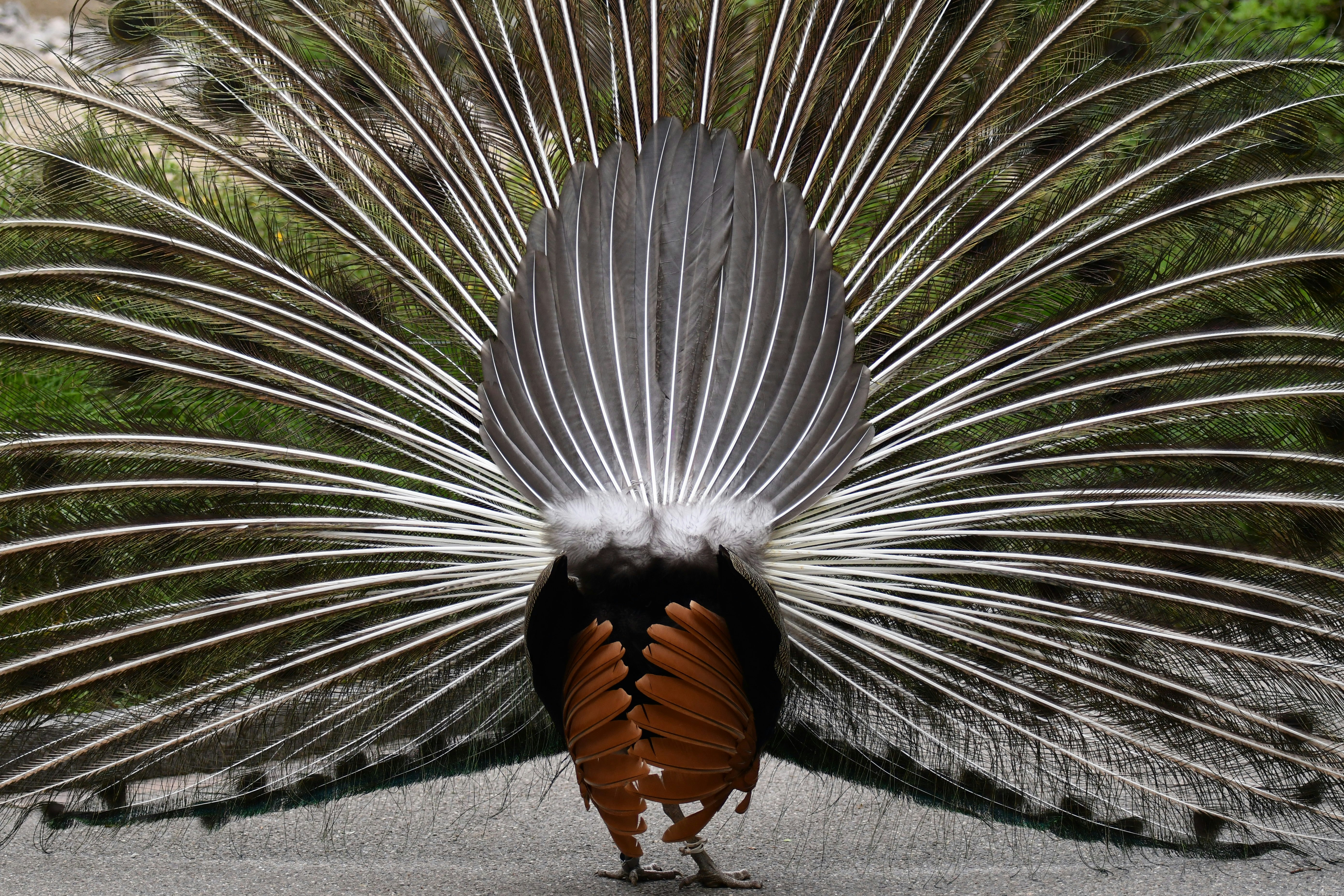 Bird Wings Spread Back