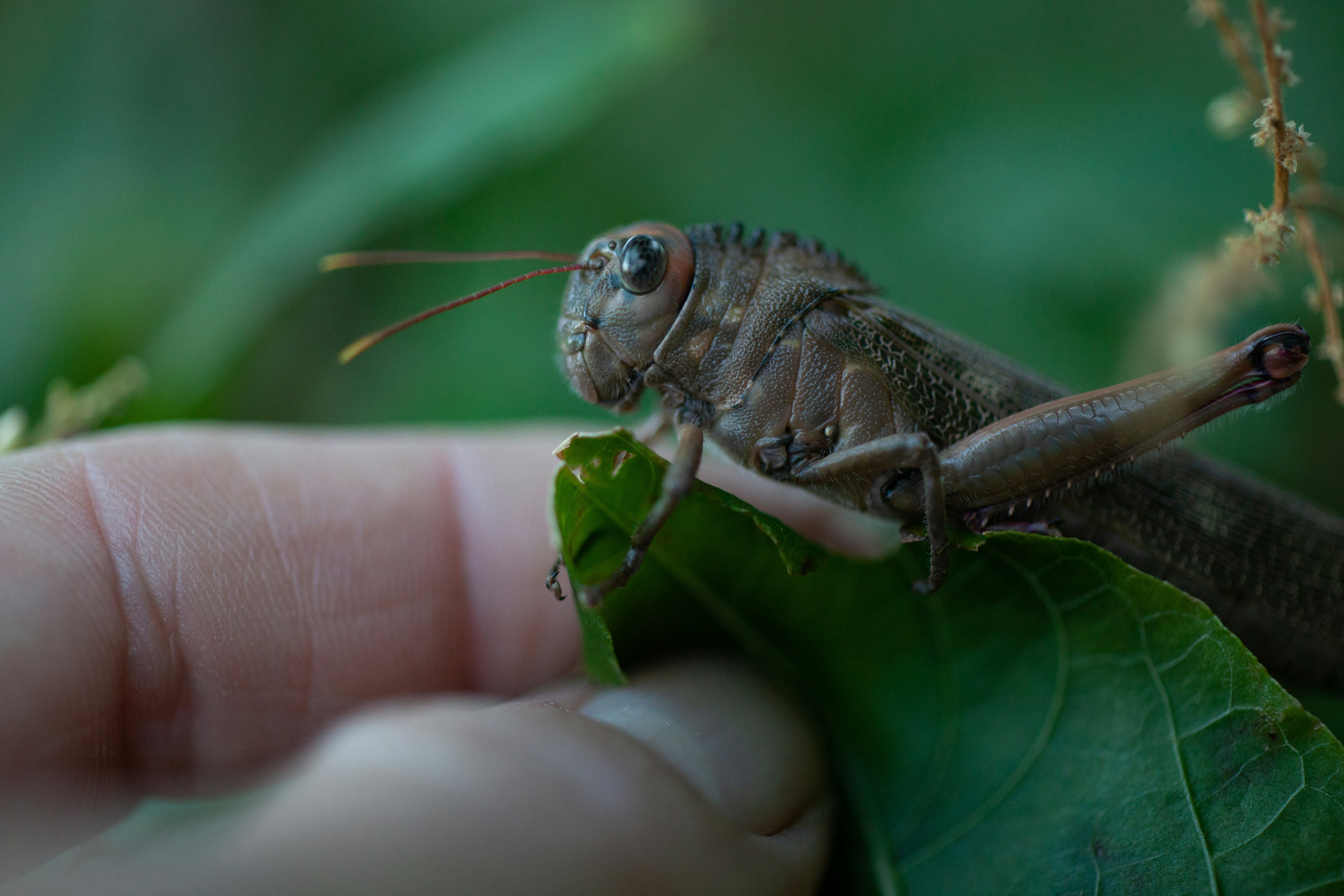 Macro Portrait: A Leaf-Hopper Pauses on a Leaf Beneath a Gentle Hand
