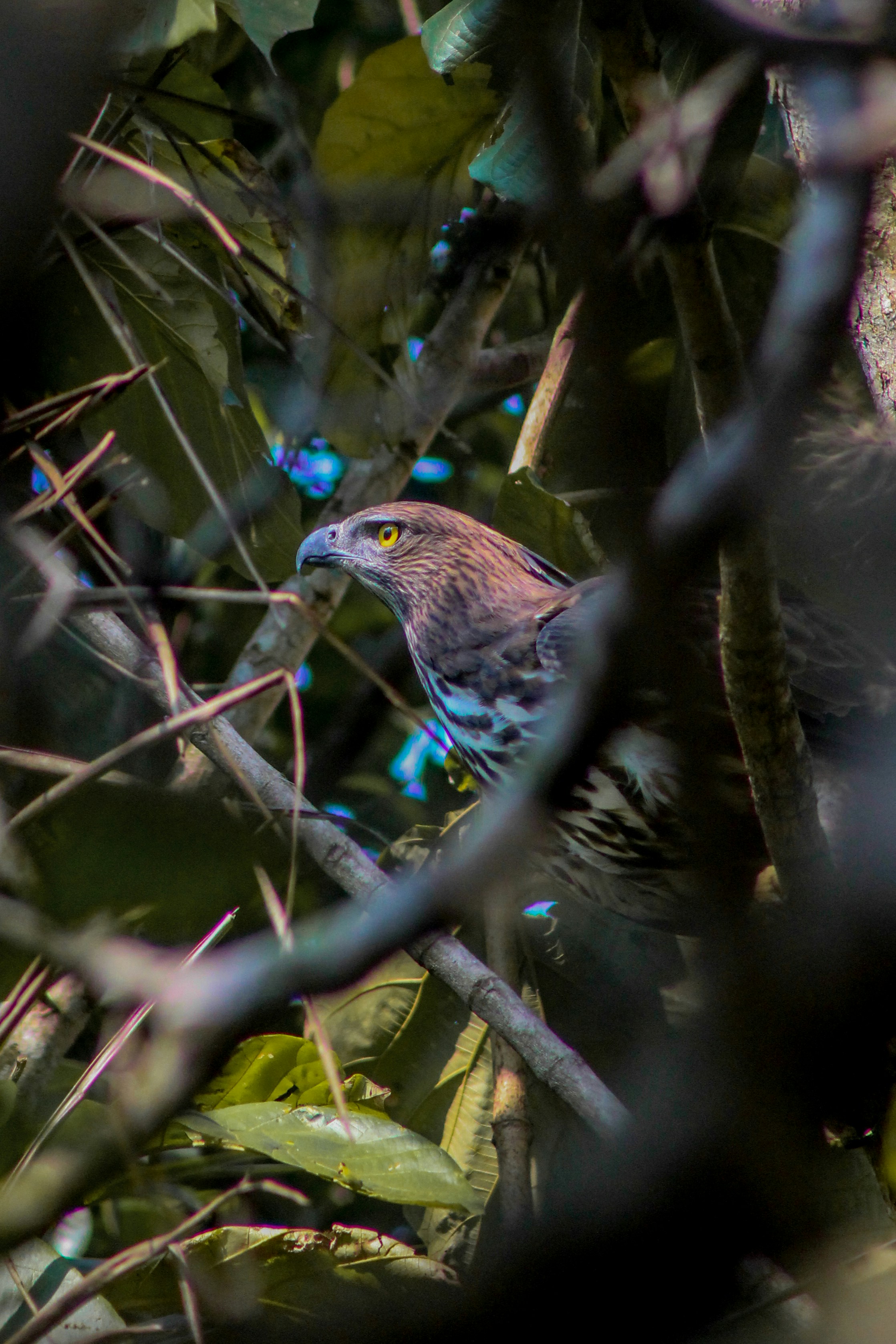 Golden-Eyed Hawk in a Shadowed Thicket
