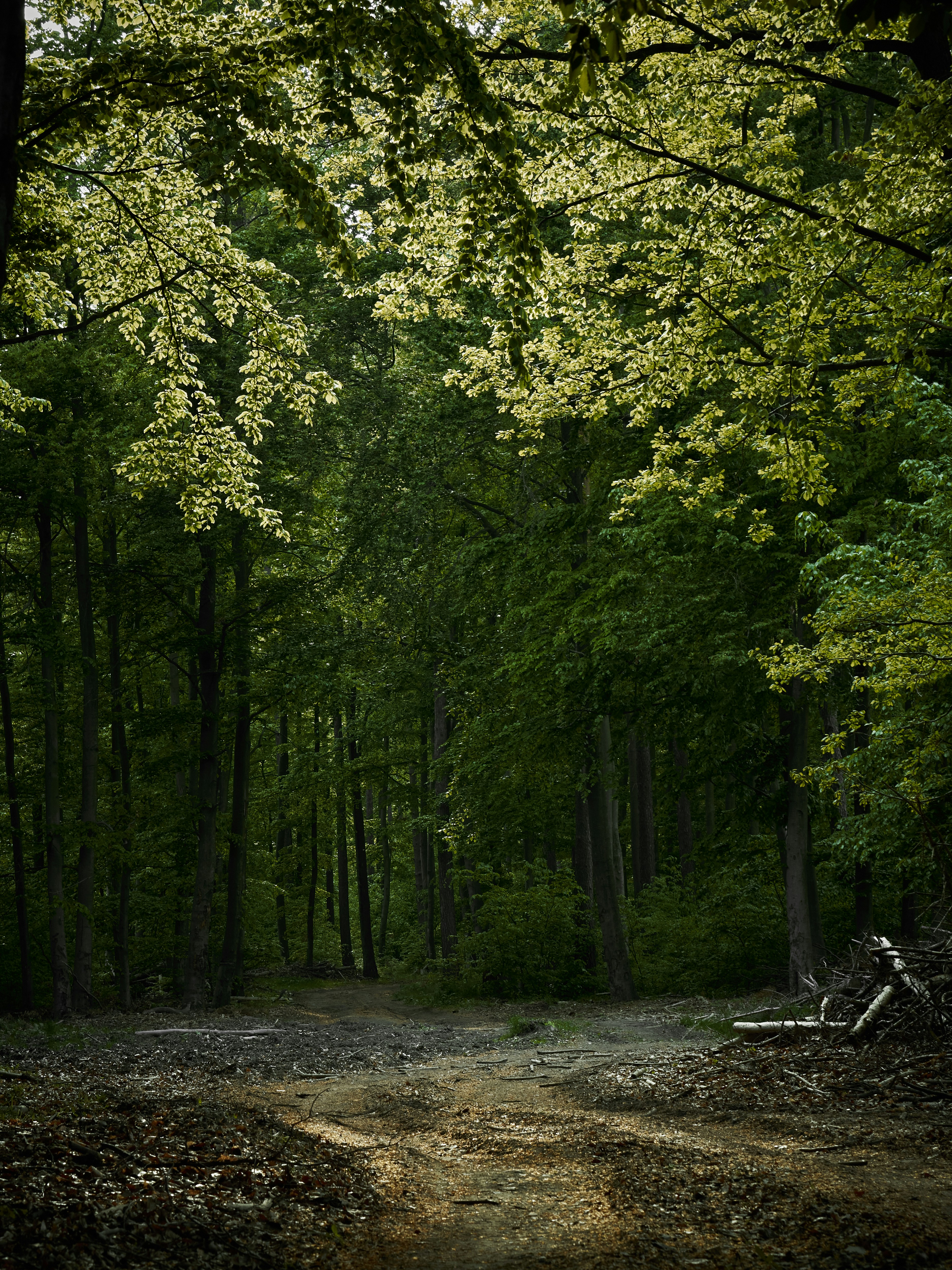 Footpath Through a Green Cathedral: Light on the Forest Floor