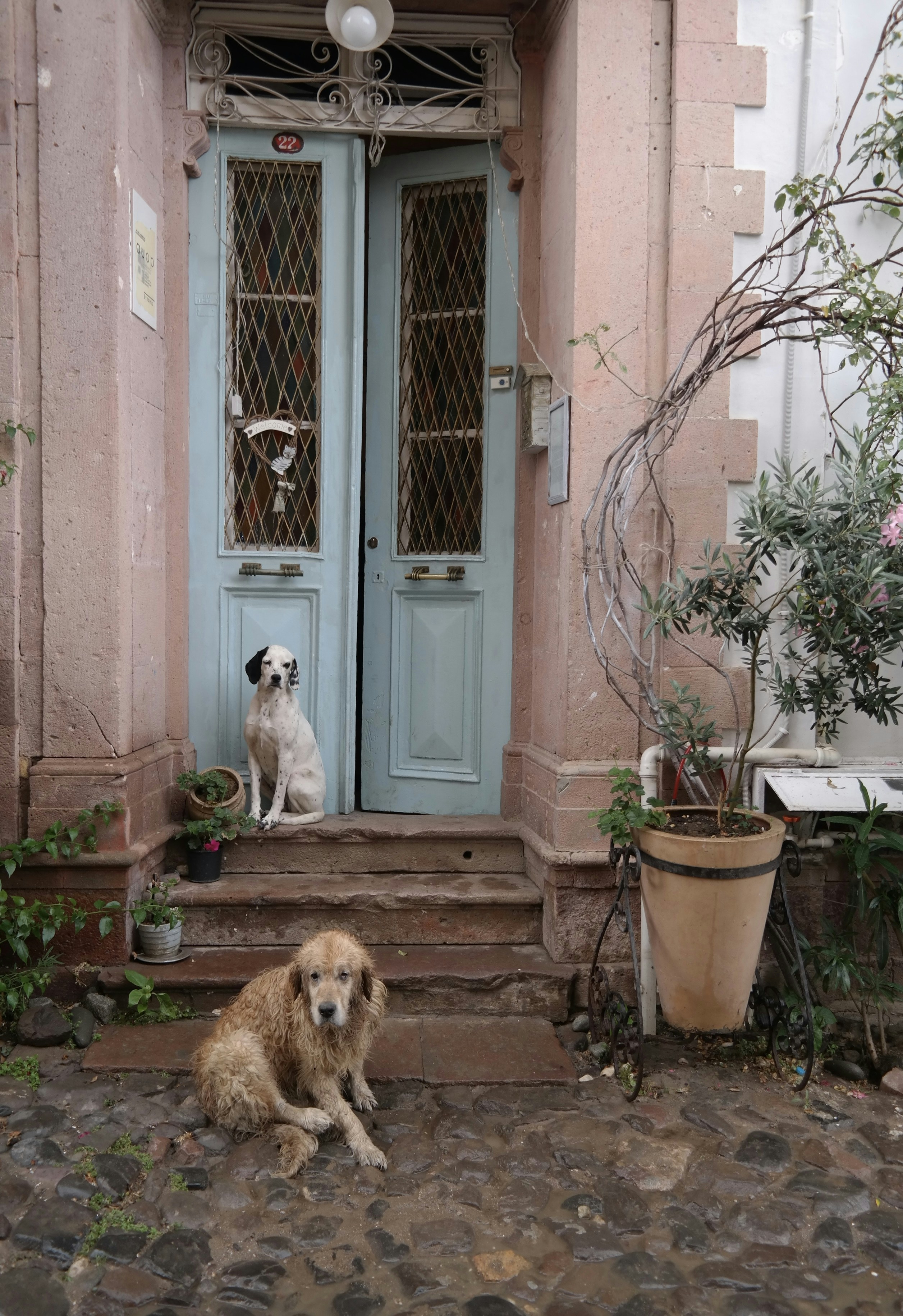 Pastel Doorstep Duet: Two Dogs on a Stone Stoop